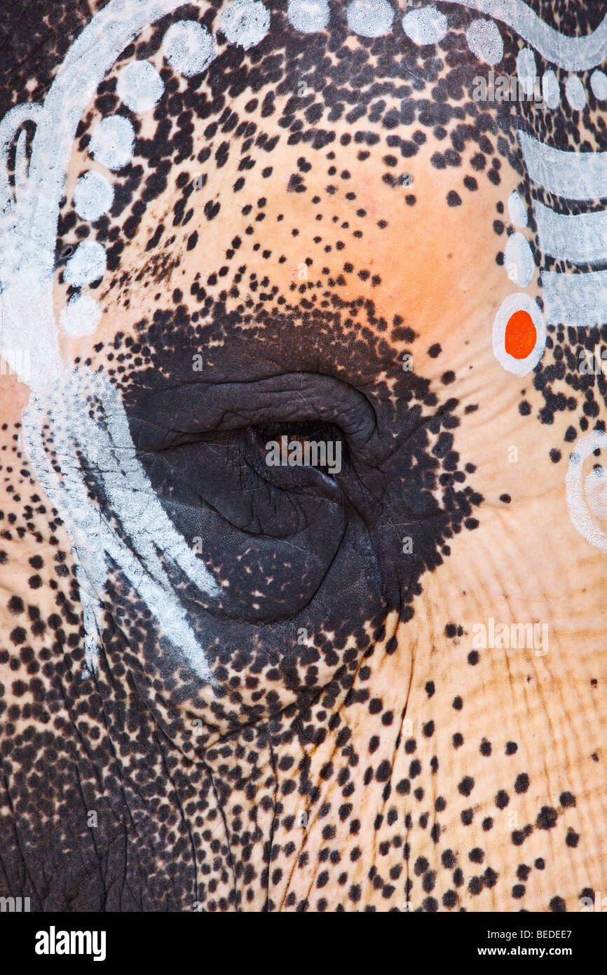 Close up photo of sacred elephant eye in Hindu temple Stock Photo - Alamy