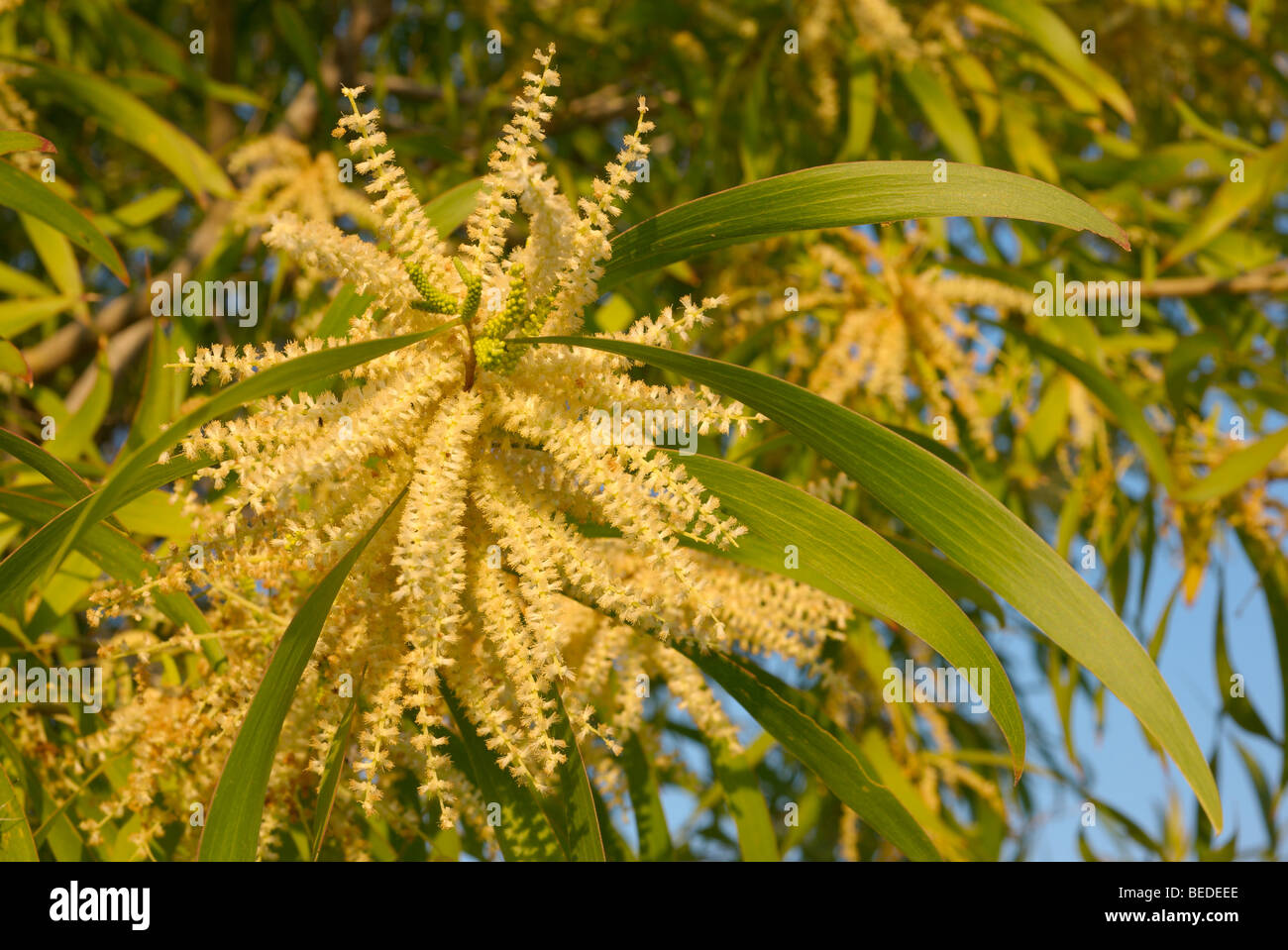 Wattle tree hi-res stock photography and images - Alamy