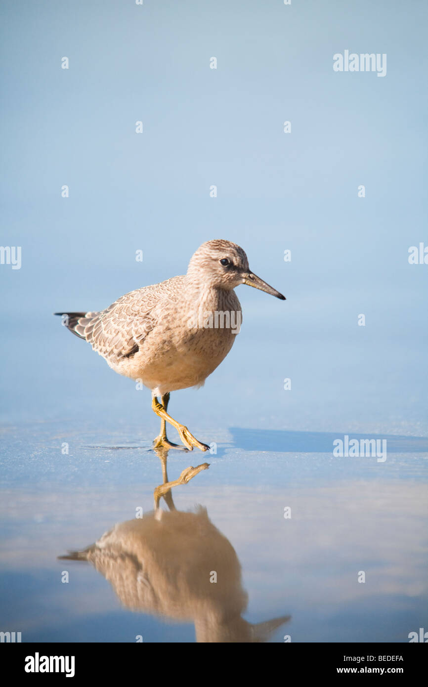 Red knot (Calidris canutus) wading bird with reflection on the water ...