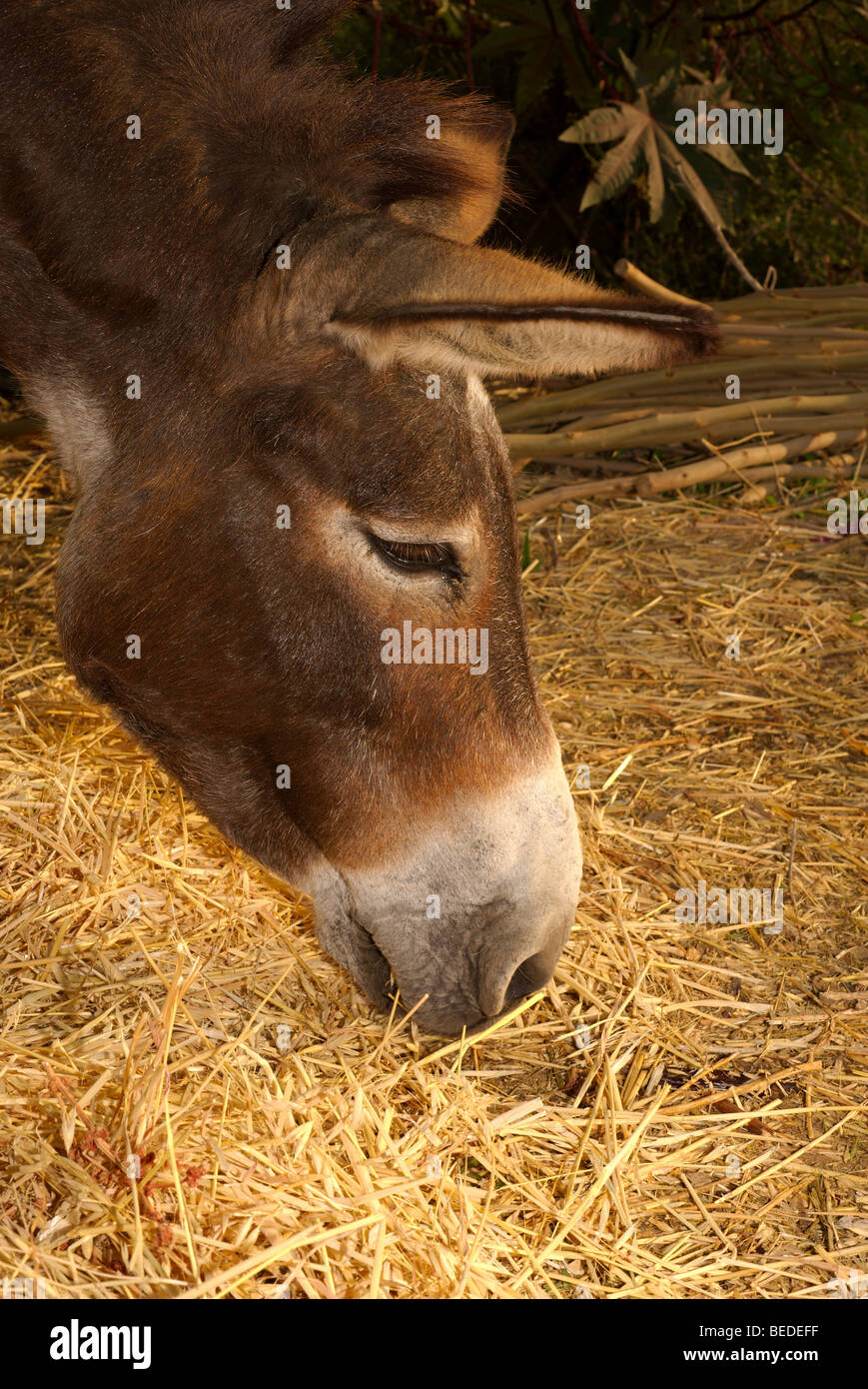 Donkey profile right side Stock Photo - Alamy