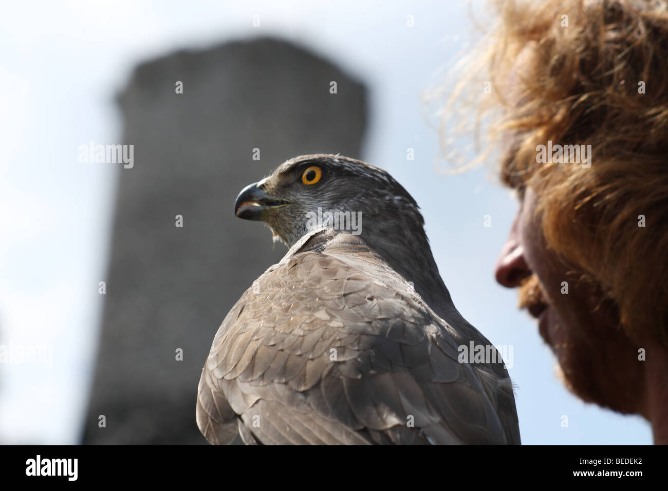 Falconer with Falcon Stock Photo - Alamy