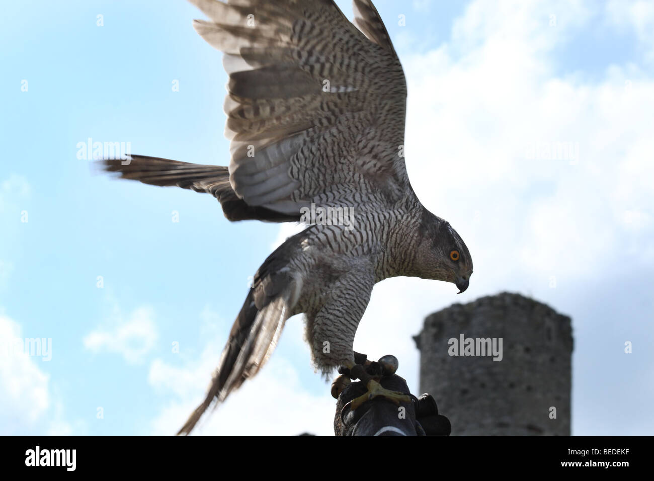 Falconer with Falcon Stock Photo - Alamy