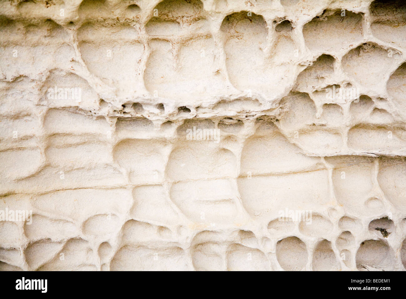 Calcified some hi-res stock photography and images - Alamy