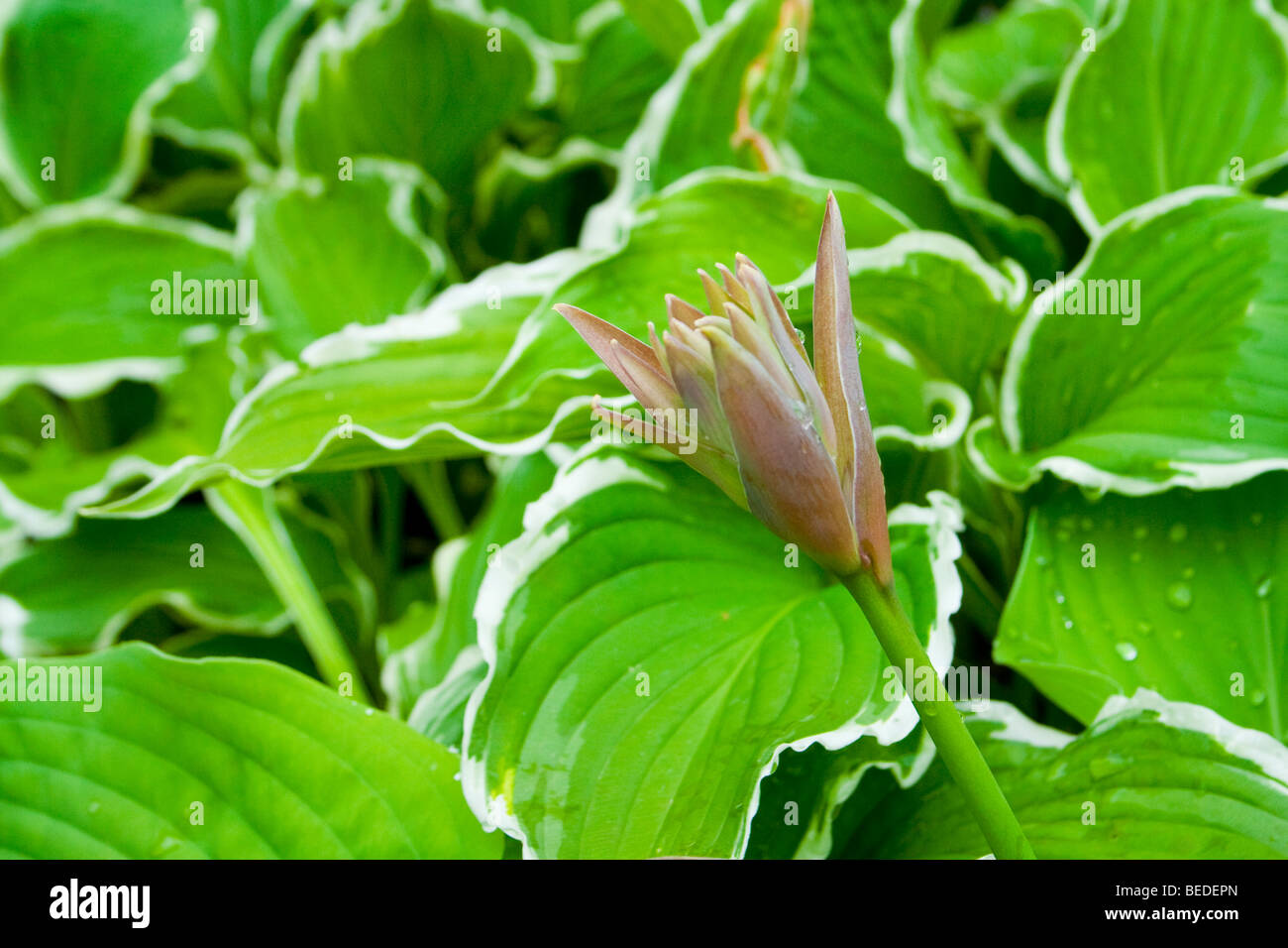 Variagated garden Hosta with flower after a shower Stock Photo - Alamy