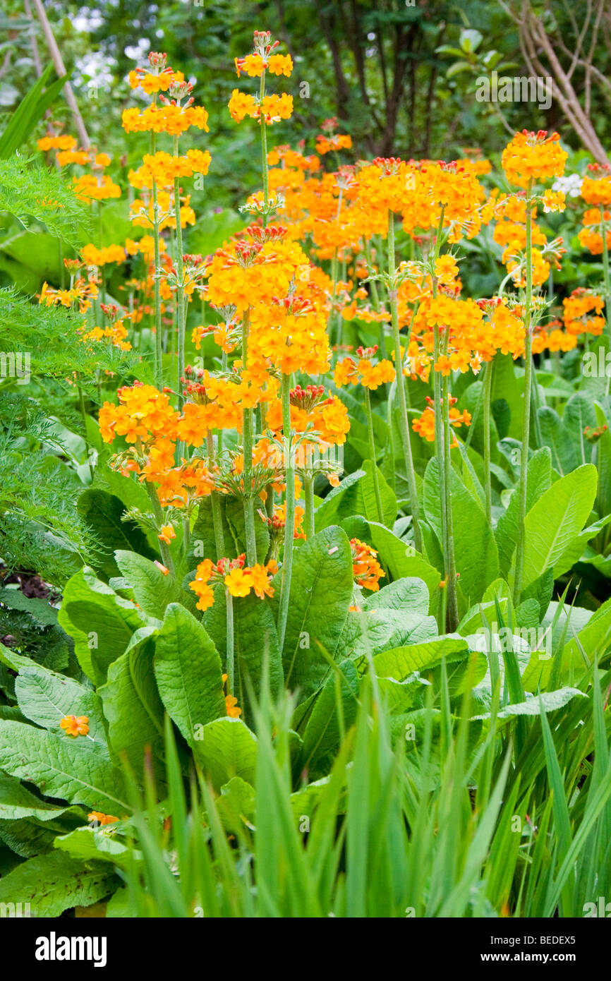 Candelabra flowers hi-res stock photography and images - Alamy