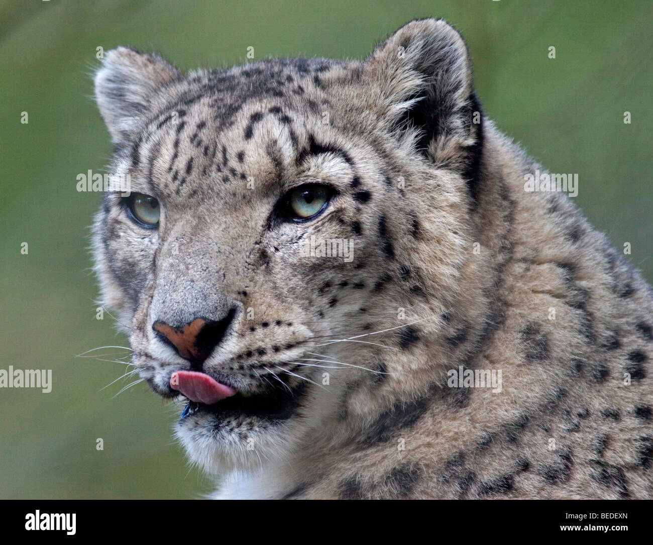 Snow Leopard (uncia uncia Stock Photo - Alamy