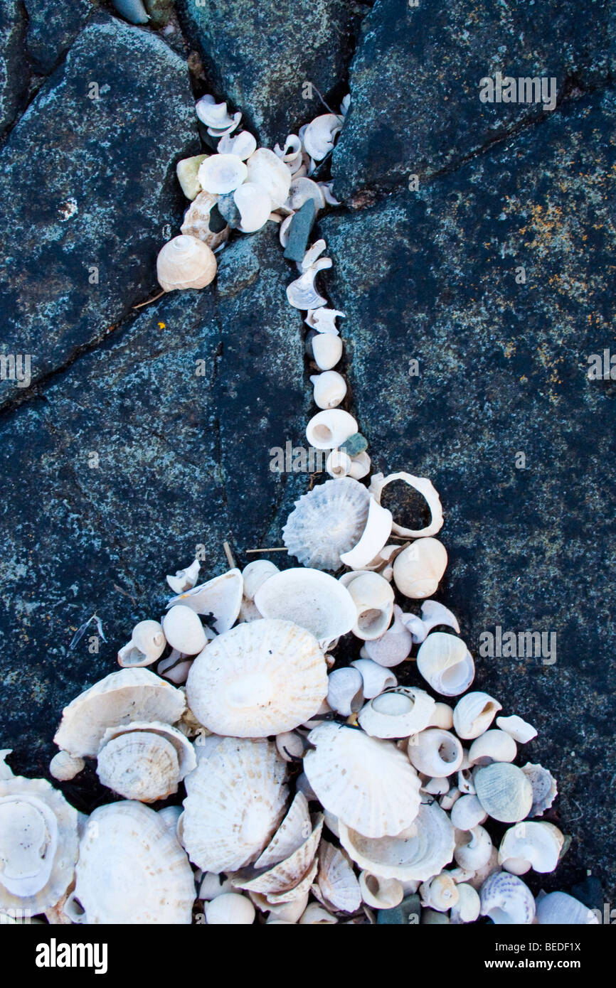 A collection of sea shells and small pebbles thrown up into a rock ...