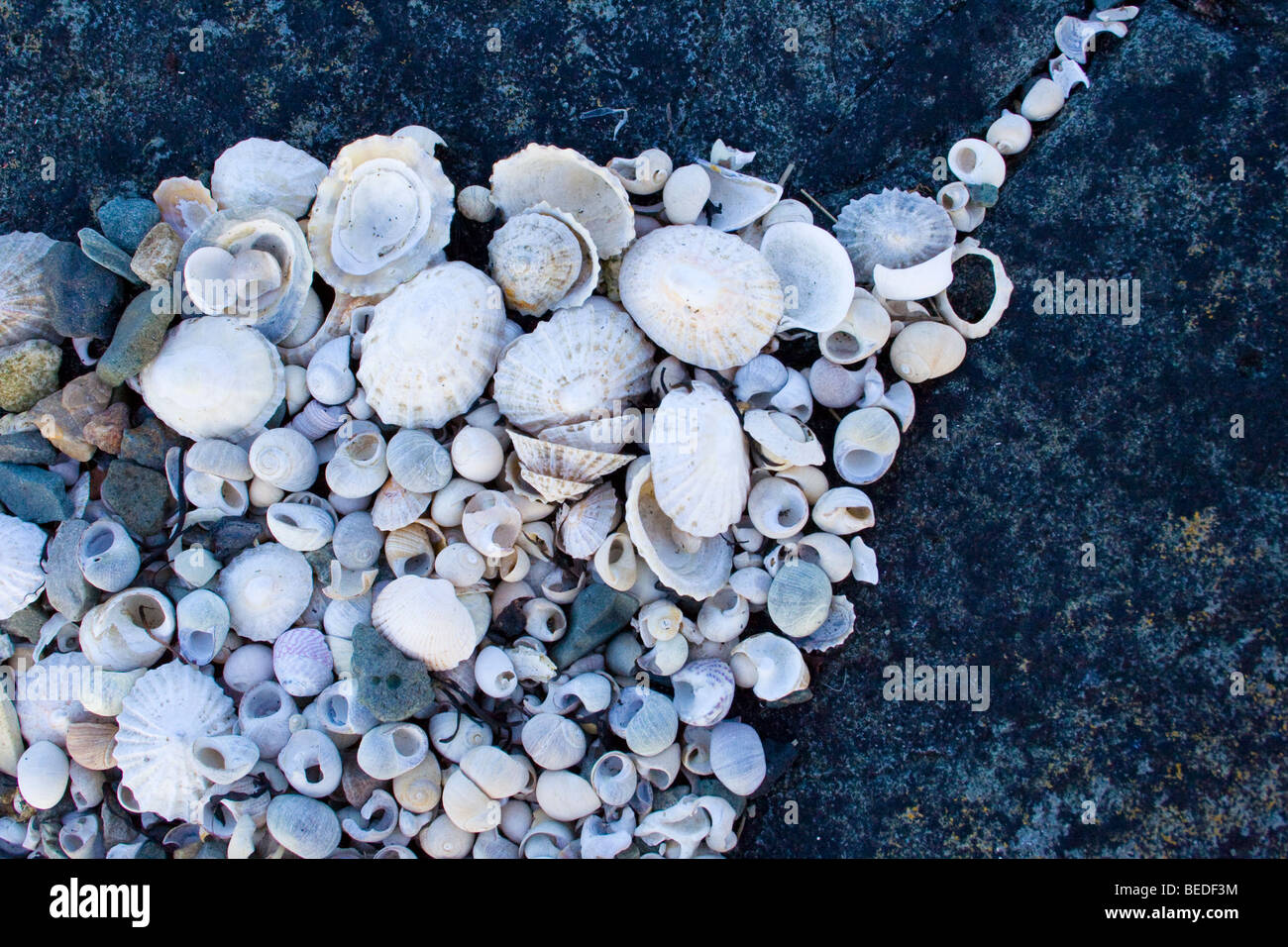 A collection of sea shells and small pebbles thrown up into a rock ...