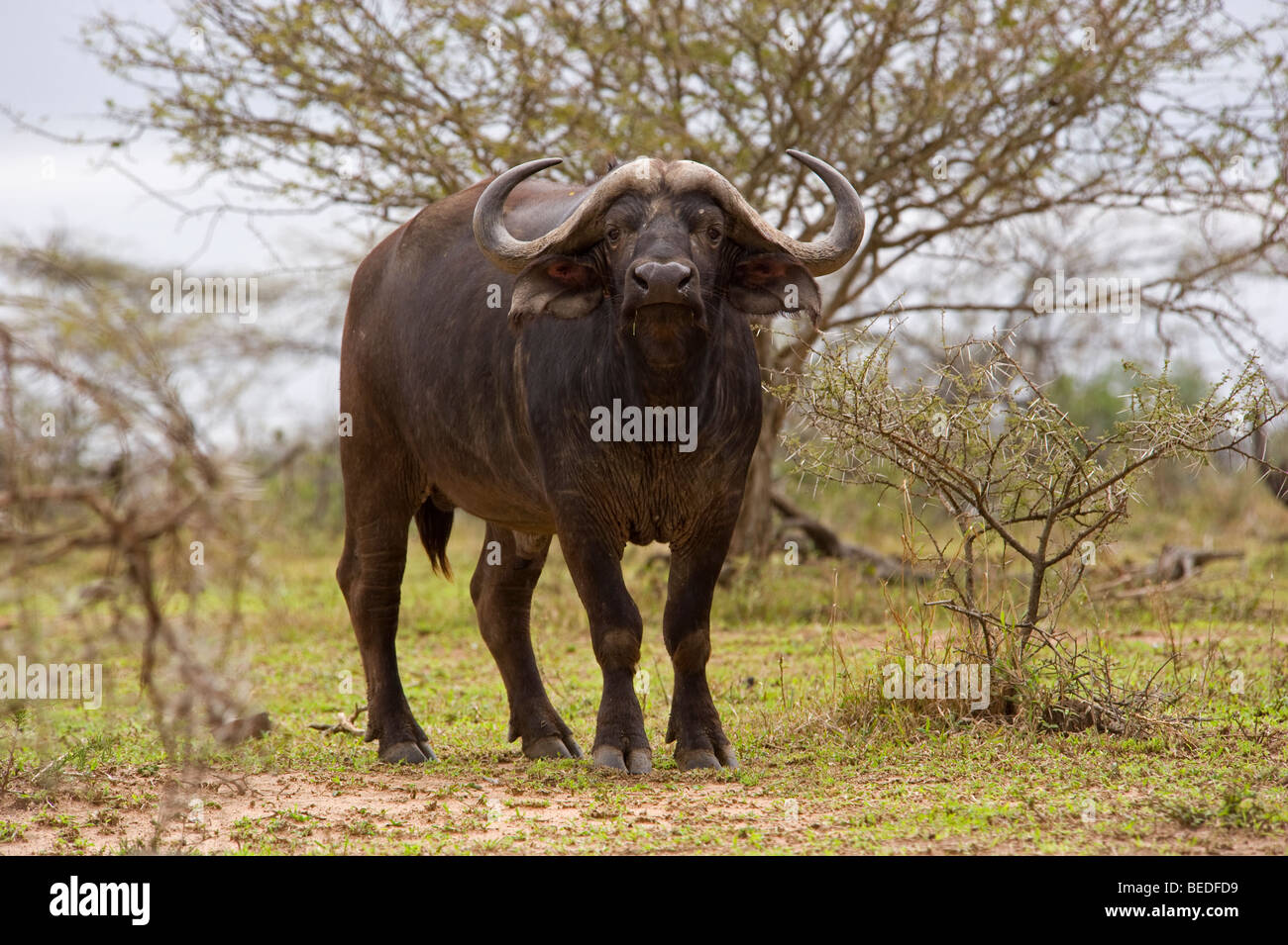 Standing buffalo hi-res stock photography and images - Alamy