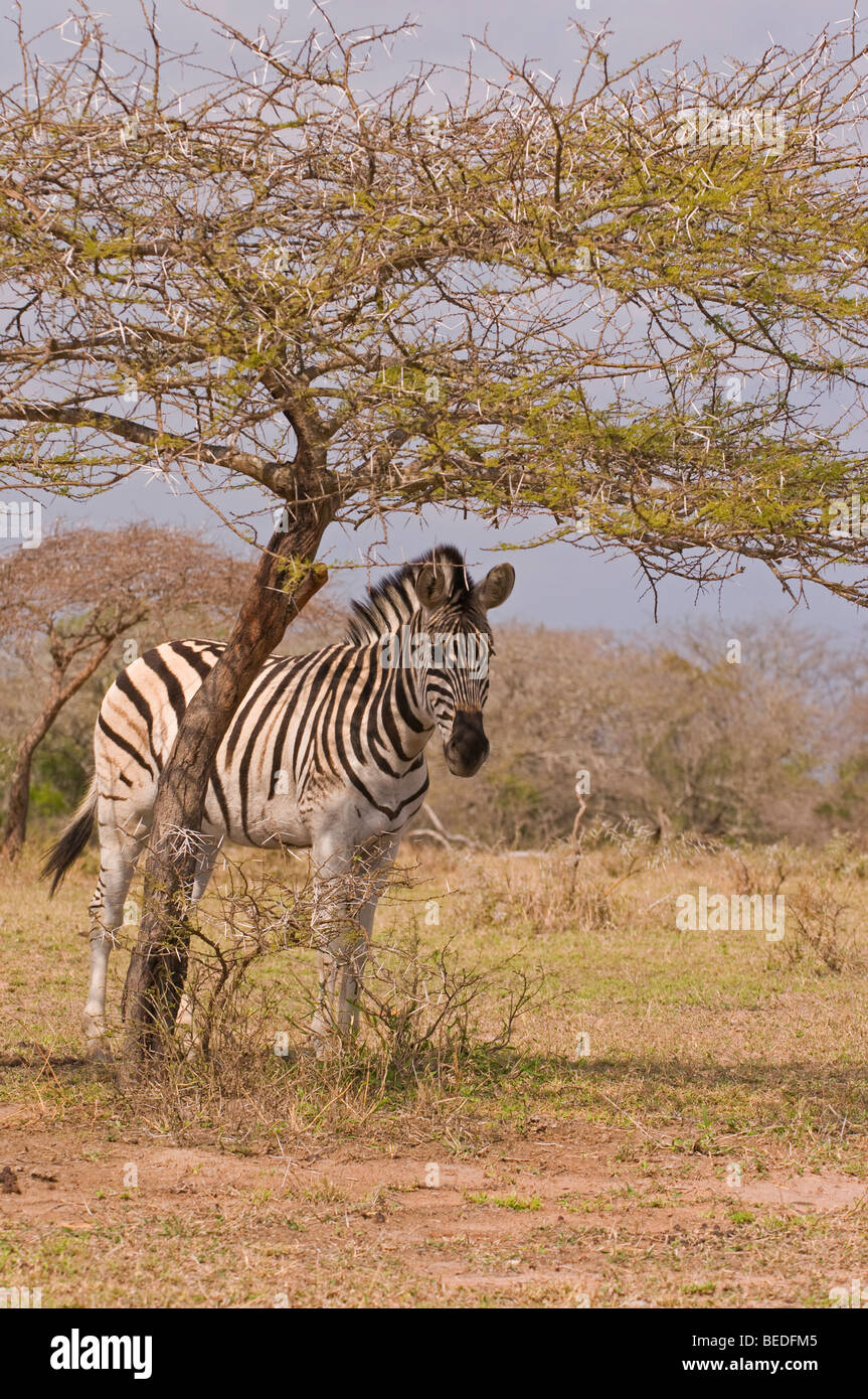 Zebra in the shade Stock Photo - Alamy