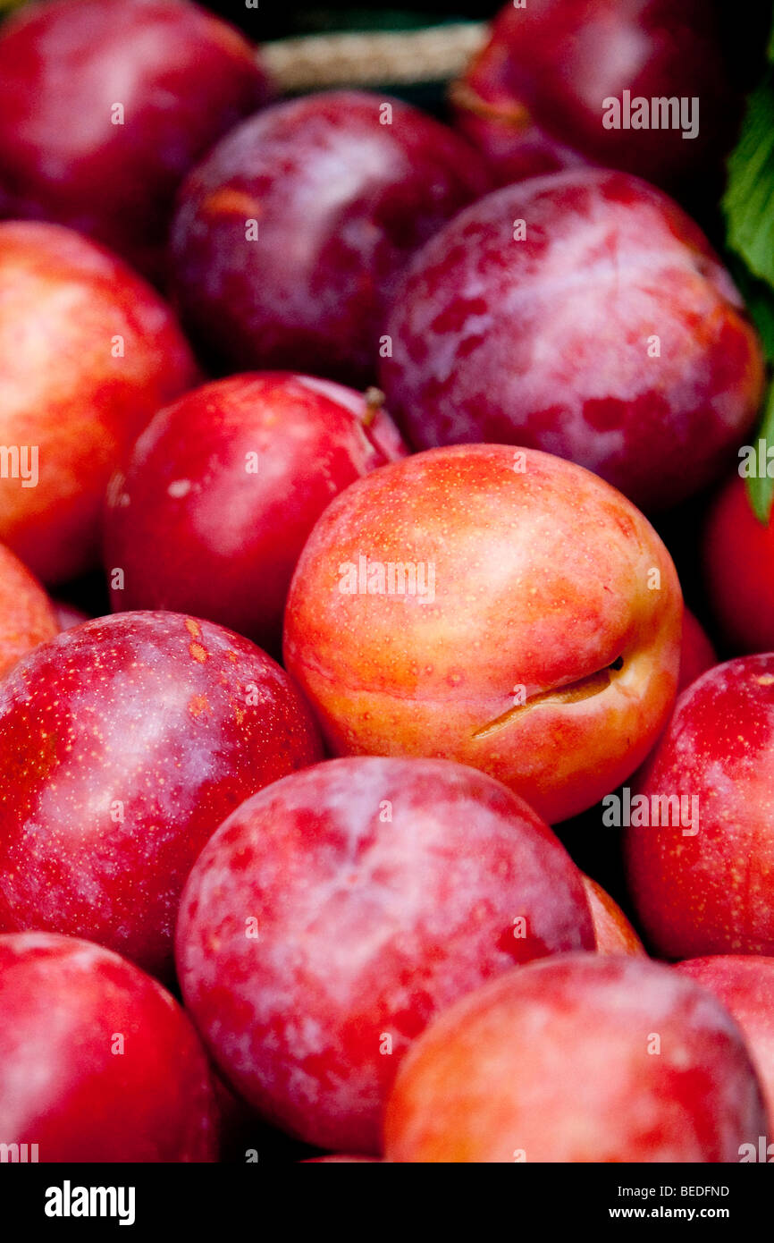 Nectarines, Prunus persica, variety nectarina, Family Rosaceae Stock ...