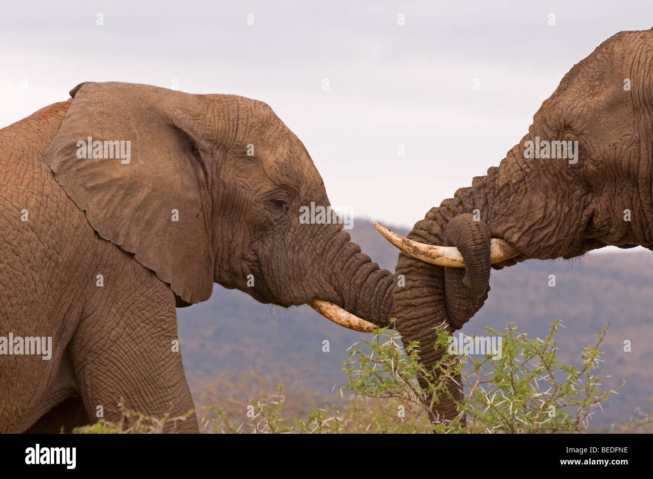 Elephants trunks greeting hi-res stock photography and images - Alamy