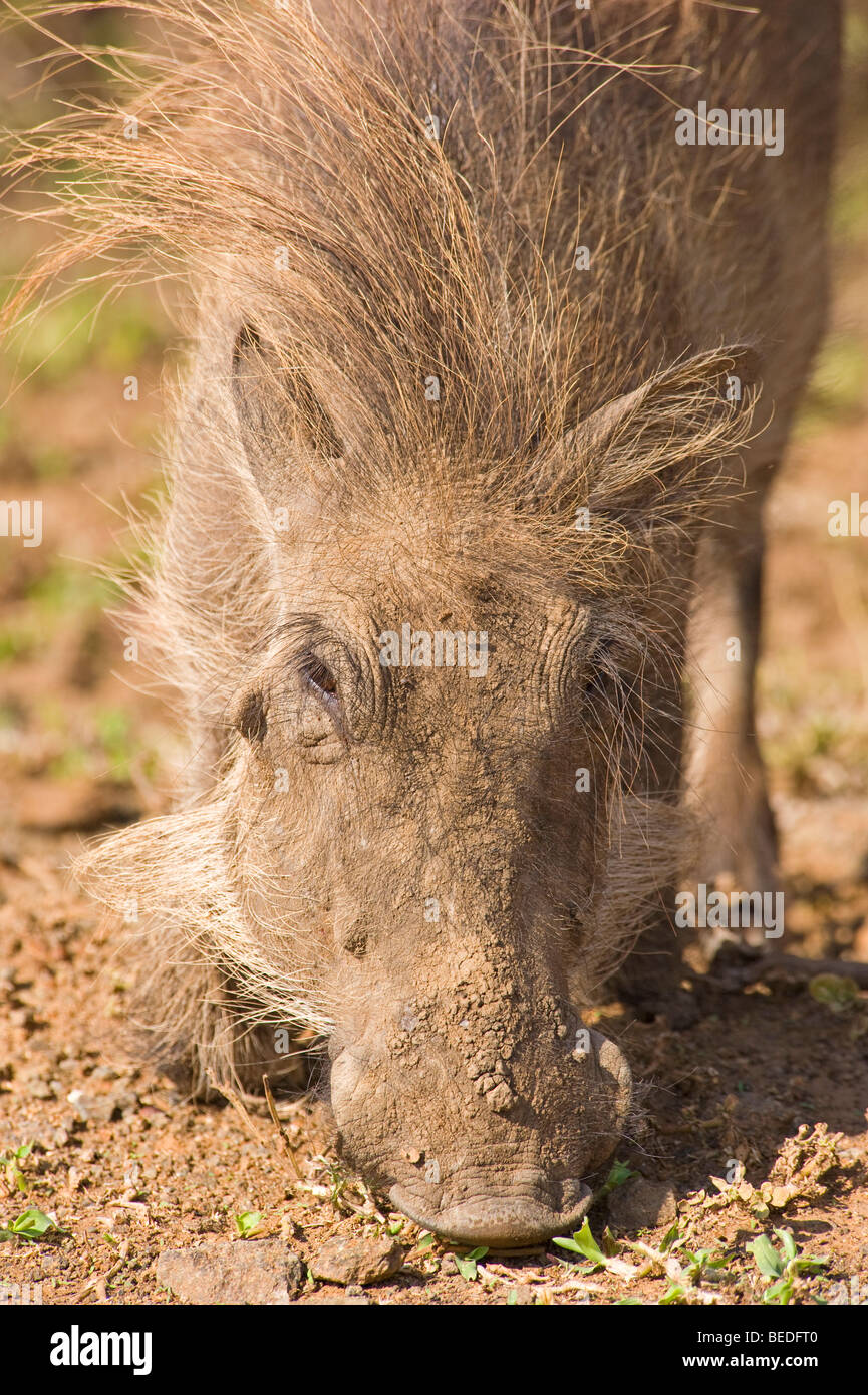 Warthog eating hi-res stock photography and images - Alamy