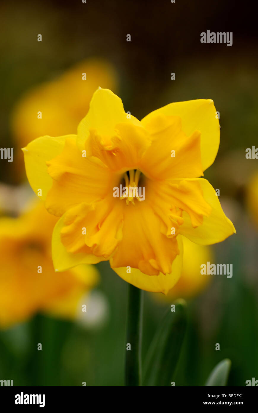 Golden daffodil hi-res stock photography and images - Alamy