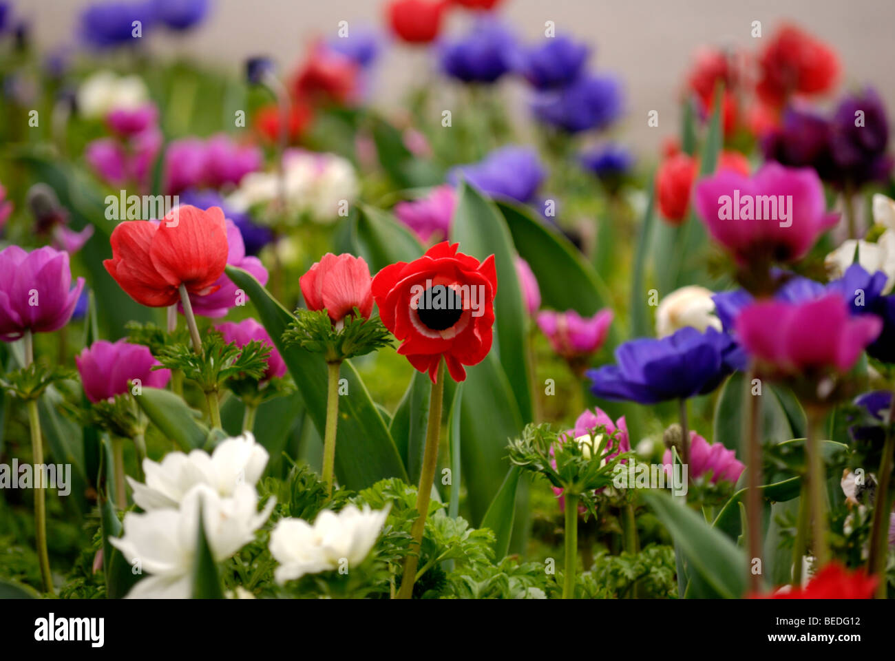 Flower facing camera hi-res stock photography and images - Alamy