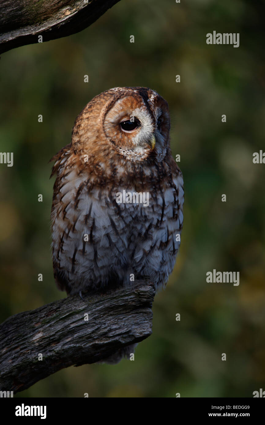 Tawny Owl (Strix aluco Stock Photo - Alamy