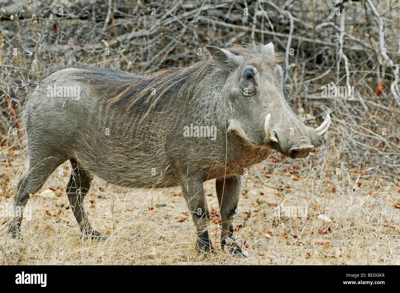 Warthog (Phacochoerus africanus), Kruger National Park, Mpumalanga ...