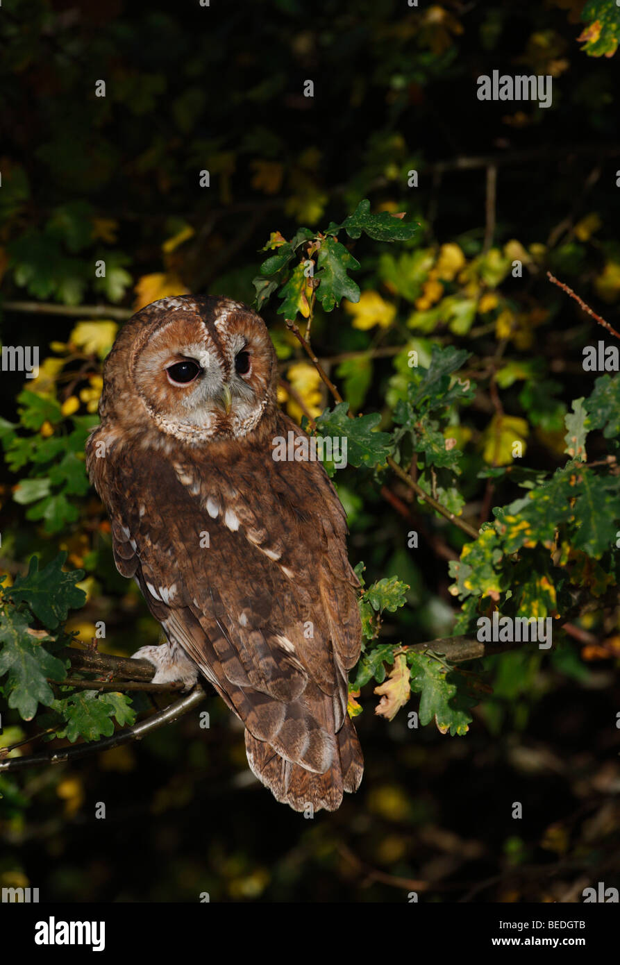 Tawny Owl (Strix aluco Stock Photo - Alamy