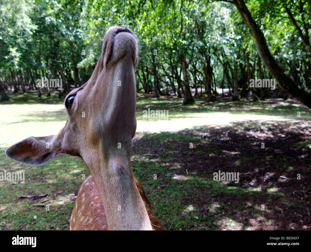 Deer close up face hi-res stock photography and images - Alamy
