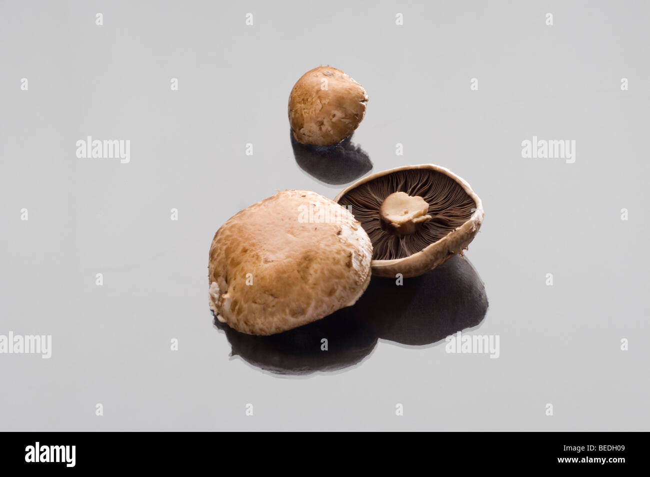 Chestnut mushroom cutout hi-res stock photography and images - Alamy