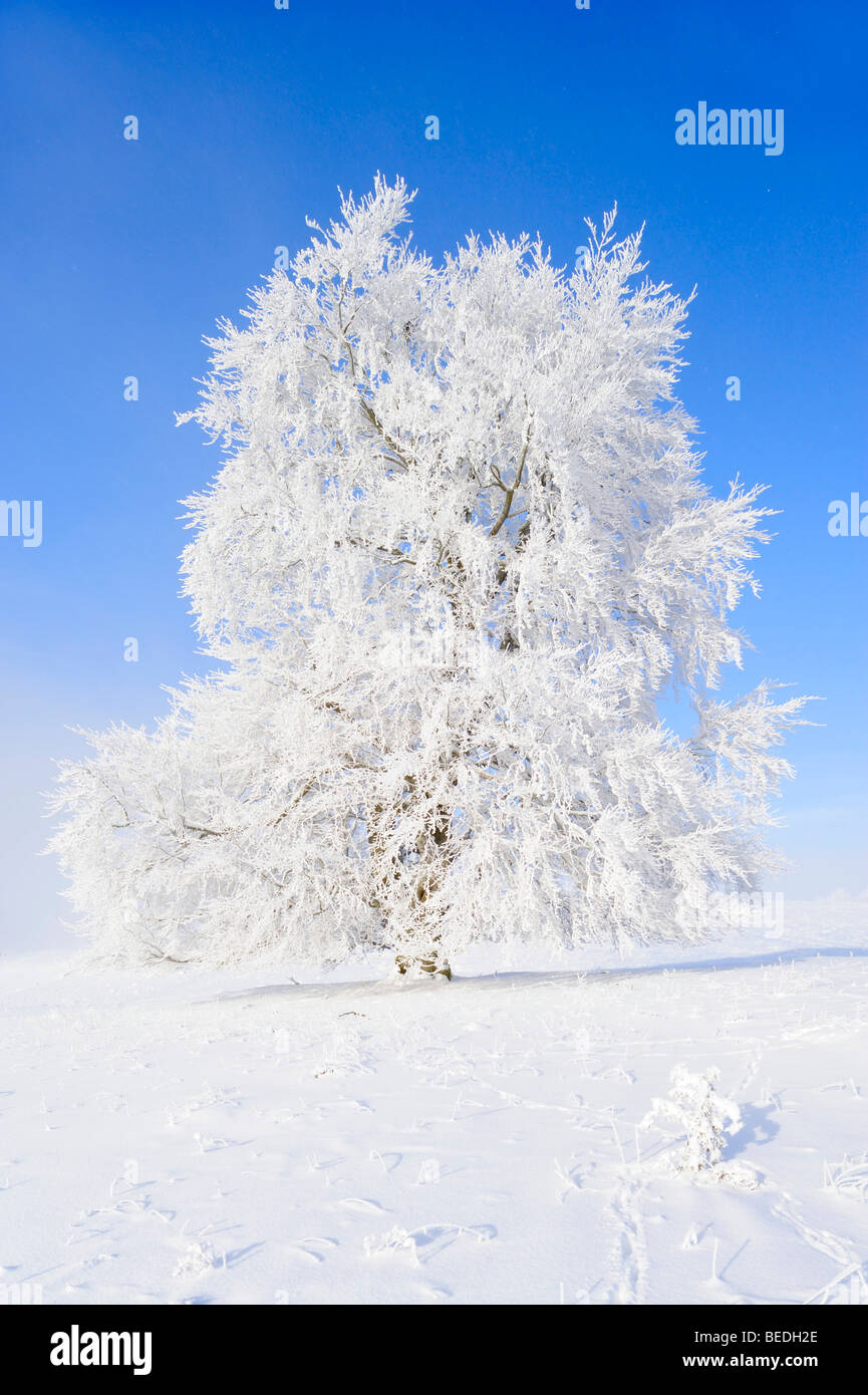 European Beech (Fagus sylvatica), winter landscape, Swabian Alb, Baden ...