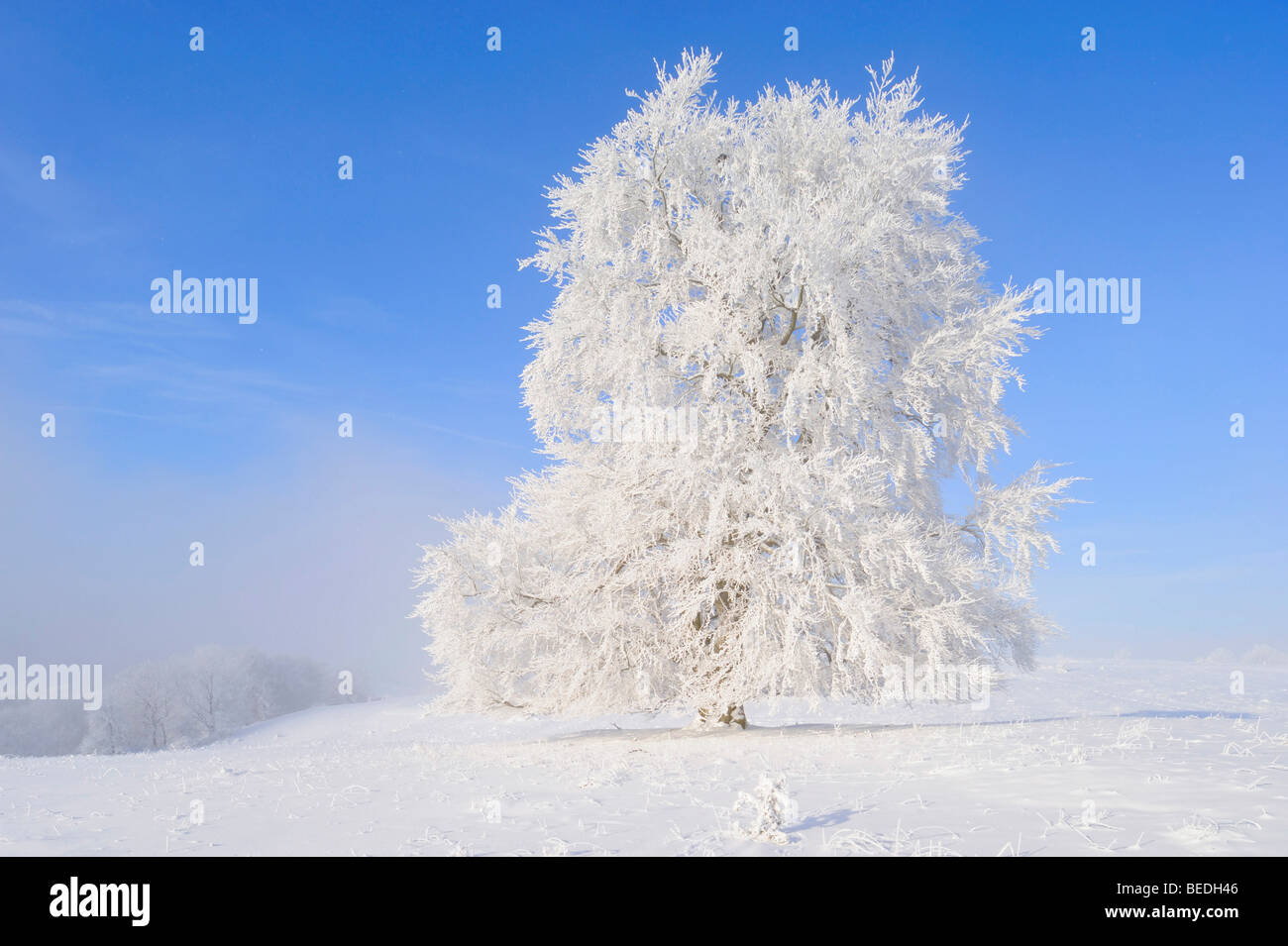 European Beech (Fagus sylvatica), winter landscape, Swabian Alb, Baden ...