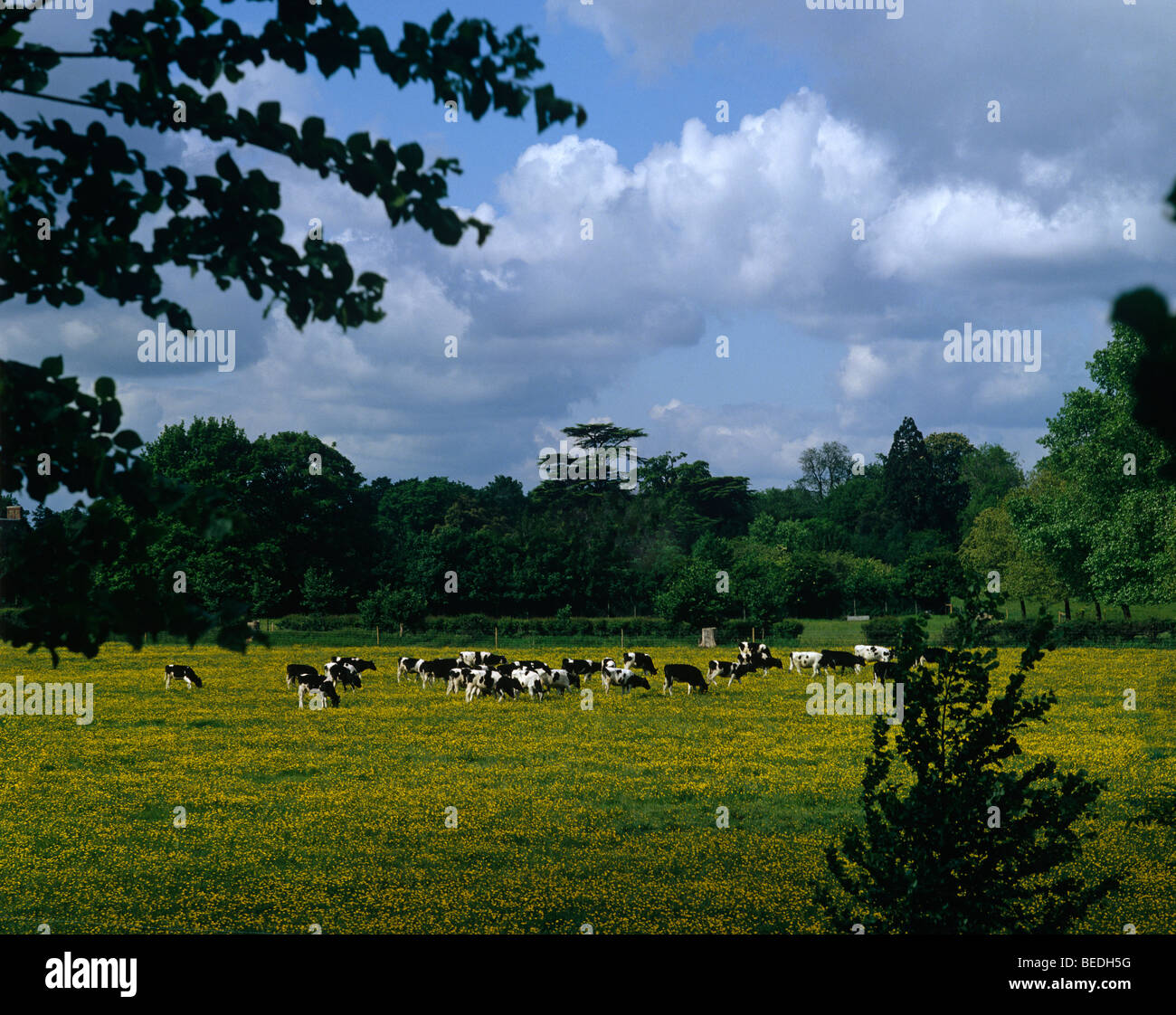 Clover field cows hi-res stock photography and images - Alamy