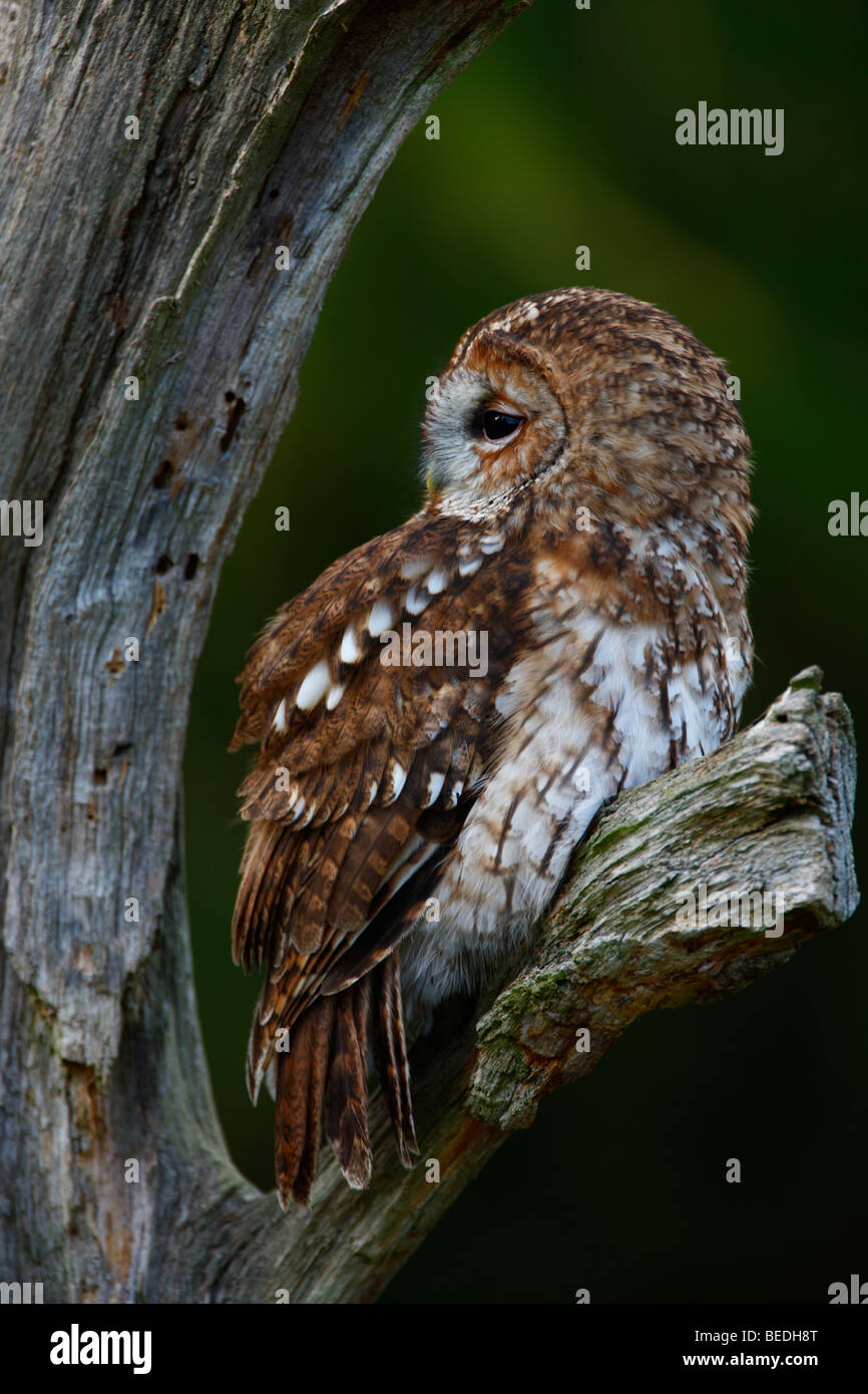 Tawny Owl (Strix aluco Stock Photo - Alamy Tawny Owl (Strix aluco Stock Photo - Alamy