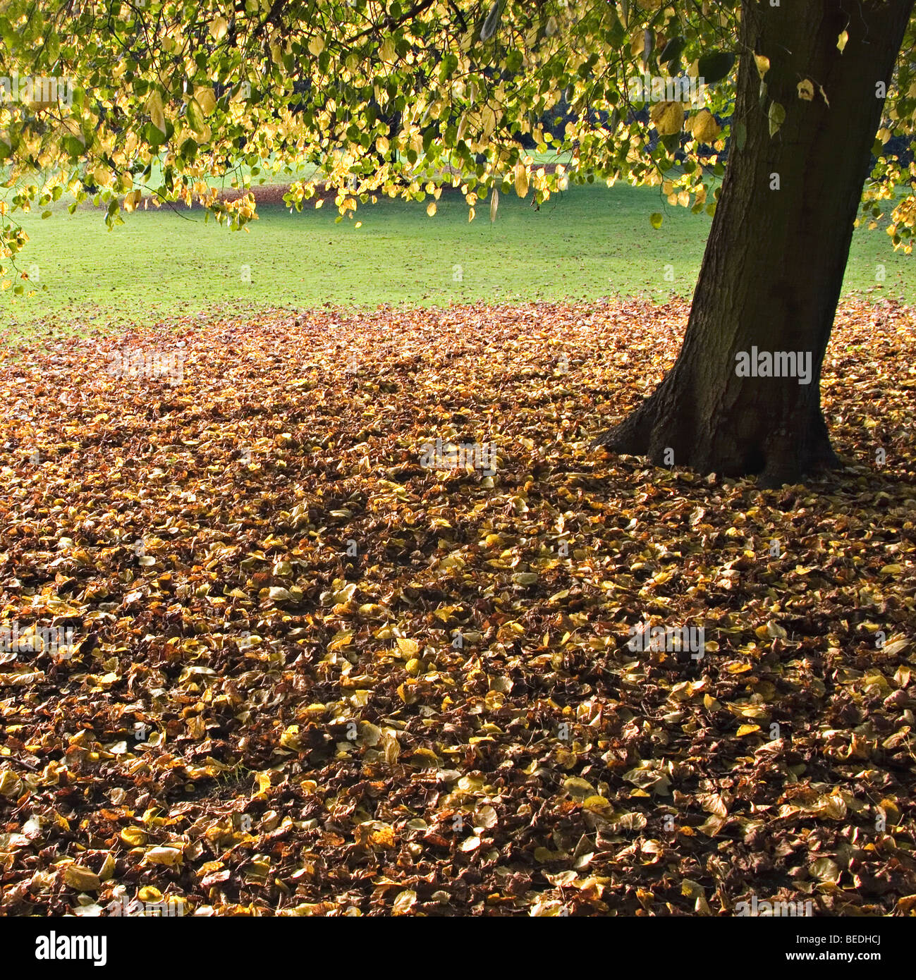 Autumn Leaves and tree Stock Photo - Alamy