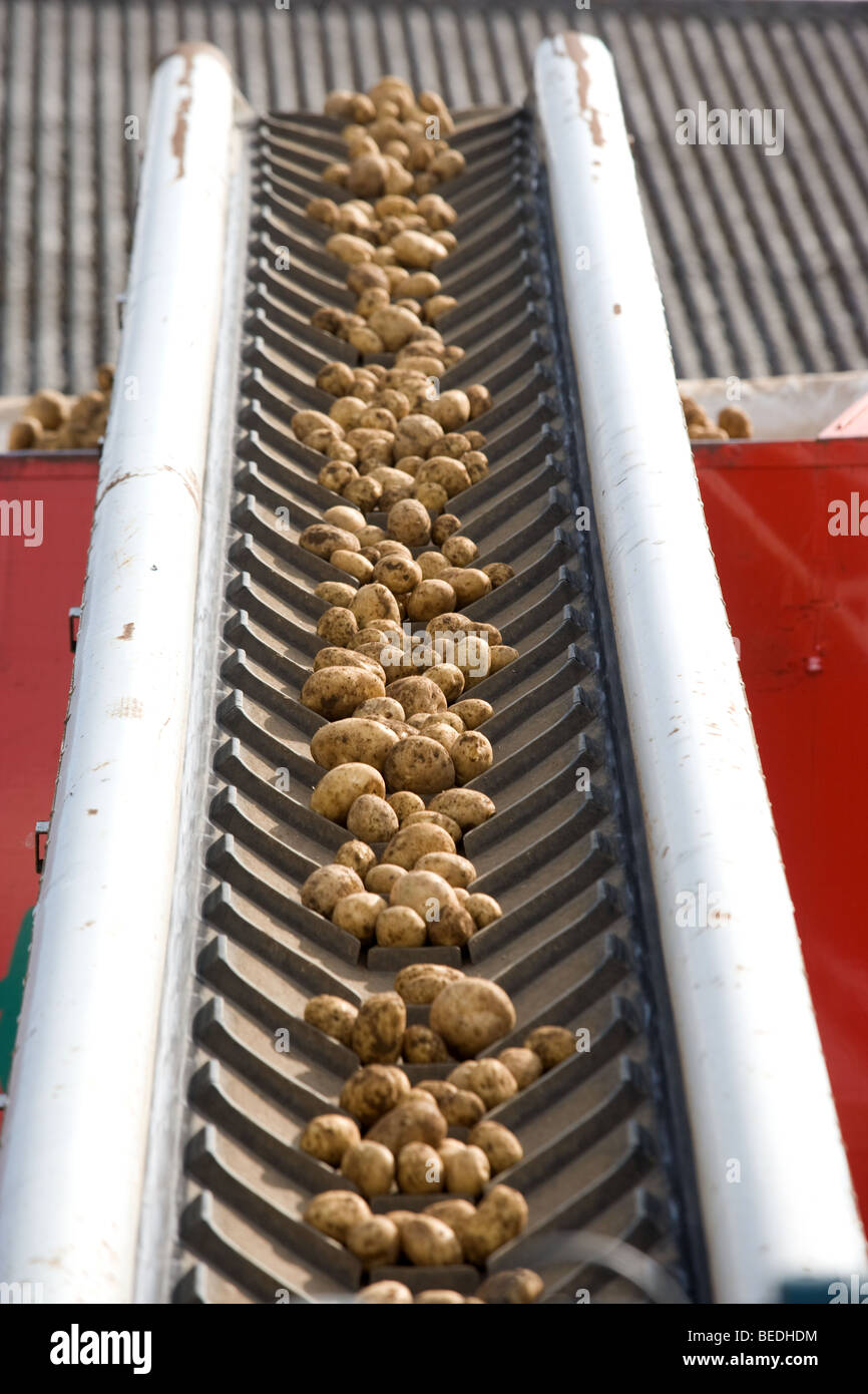 Grading Potatoes In Lincolnshire Stock Photo - Alamy