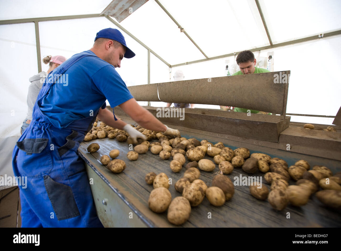 Grading Potatoes In Lincolnshire Stock Photo - Alamy