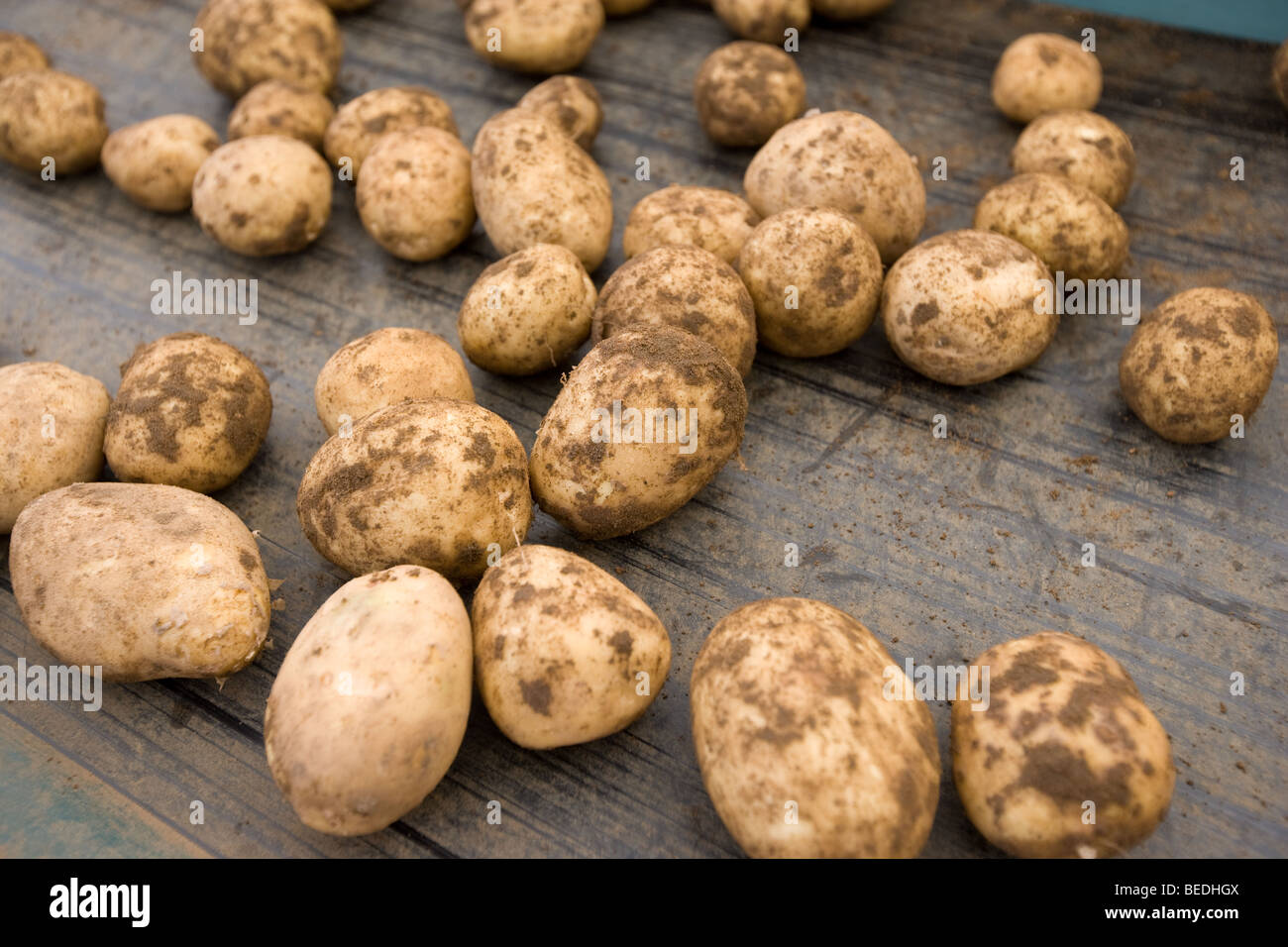 Grading Potatoes In Lincolnshire Stock Photo - Alamy