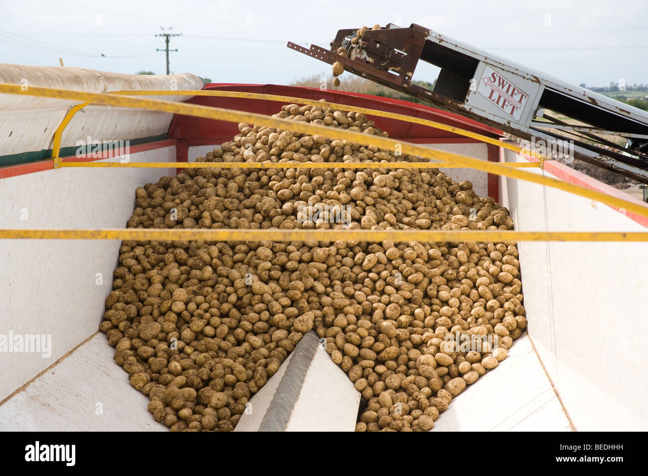 Grading Potatoes In Lincolnshire Stock Photo - Alamy