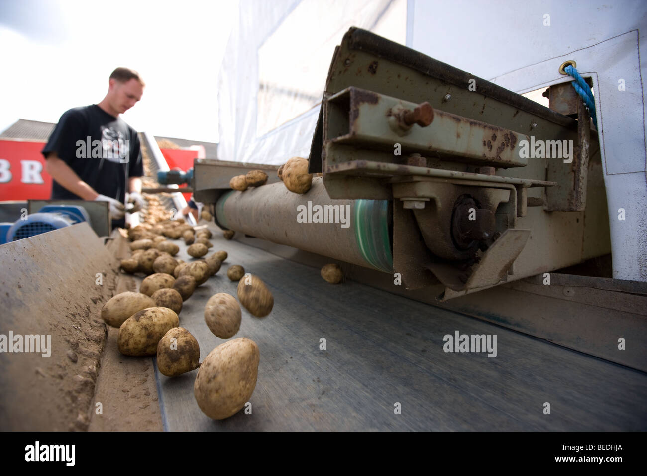 Grading Potatoes In Lincolnshire Stock Photo - Alamy