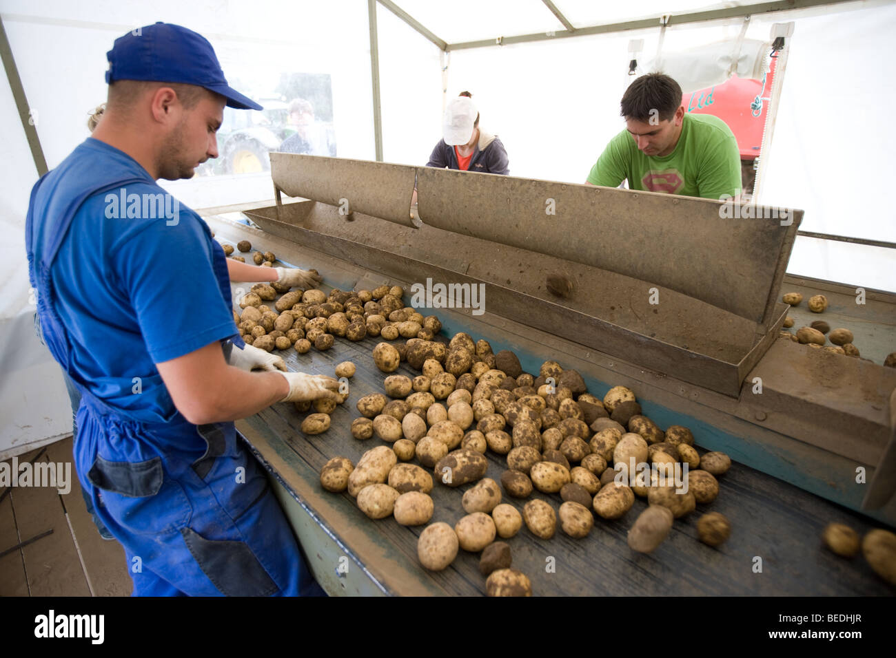 Grading Potatoes In Lincolnshire Stock Photo - Alamy