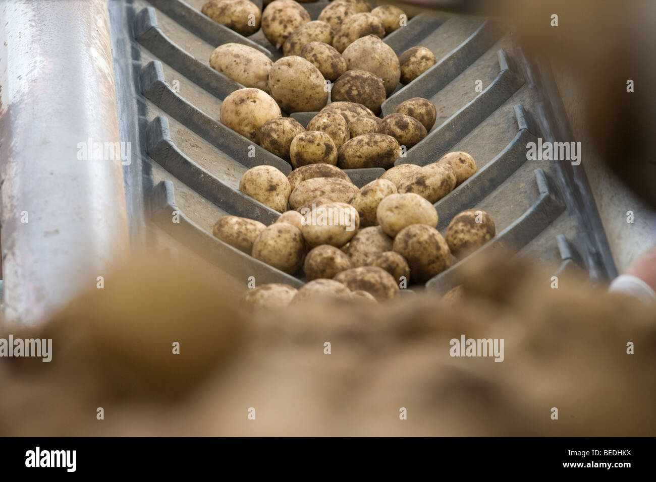 Grading Potatoes In Lincolnshire Stock Photo - Alamy