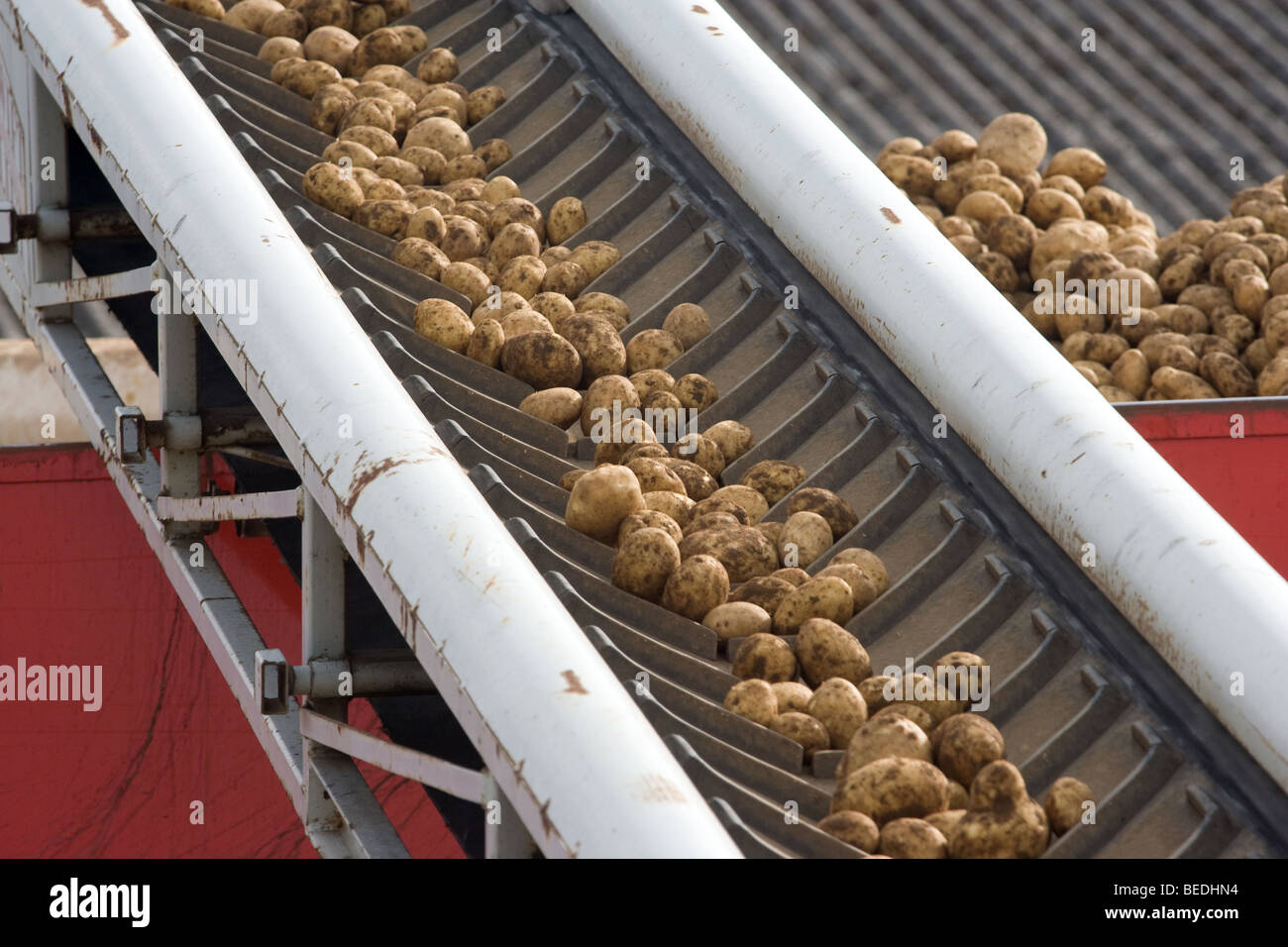 Grading Potatoes In Lincolnshire Stock Photo - Alamy