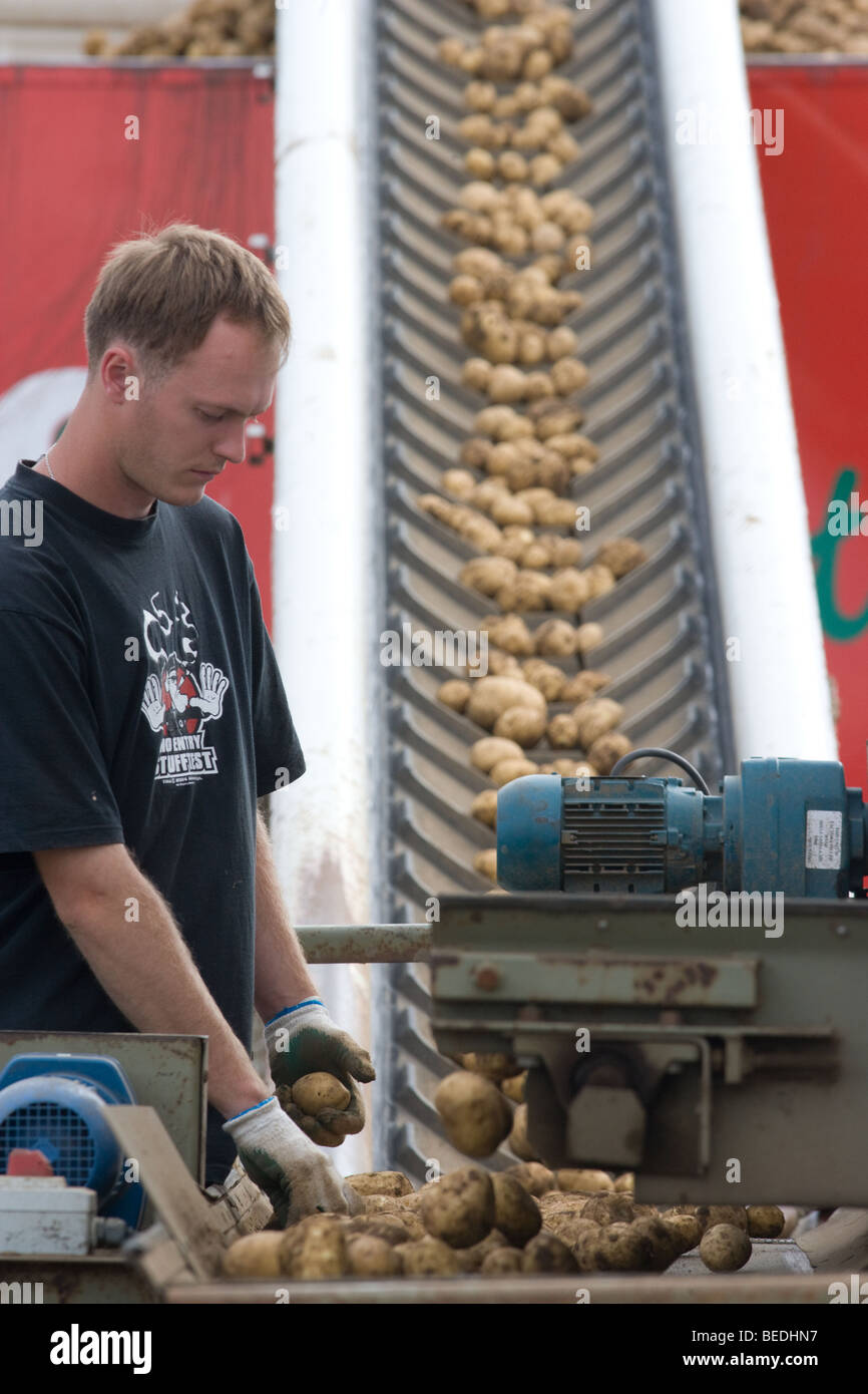 Grading Potatoes In Lincolnshire Stock Photo - Alamy