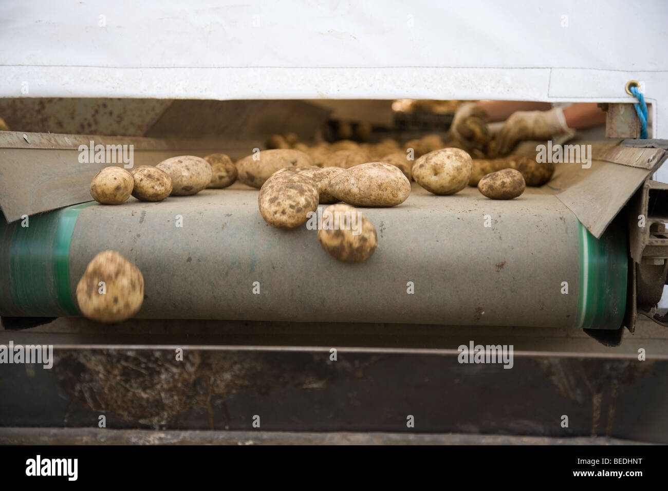 Grading Potatoes In Lincolnshire Stock Photo - Alamy