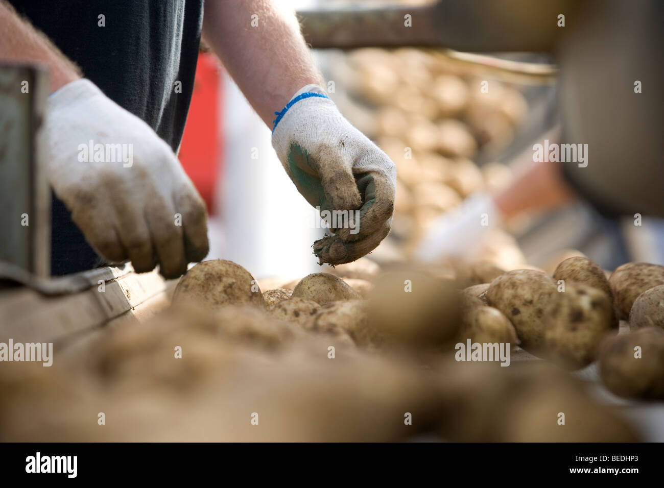 Grading Potatoes In Lincolnshire Stock Photo - Alamy