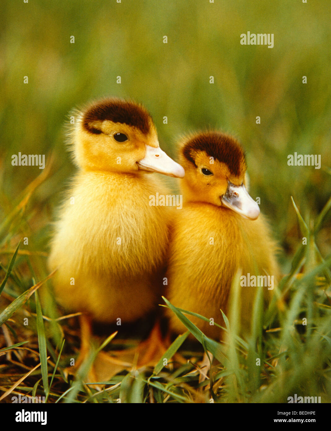 Calendar duck hi-res stock photography and images - Alamy