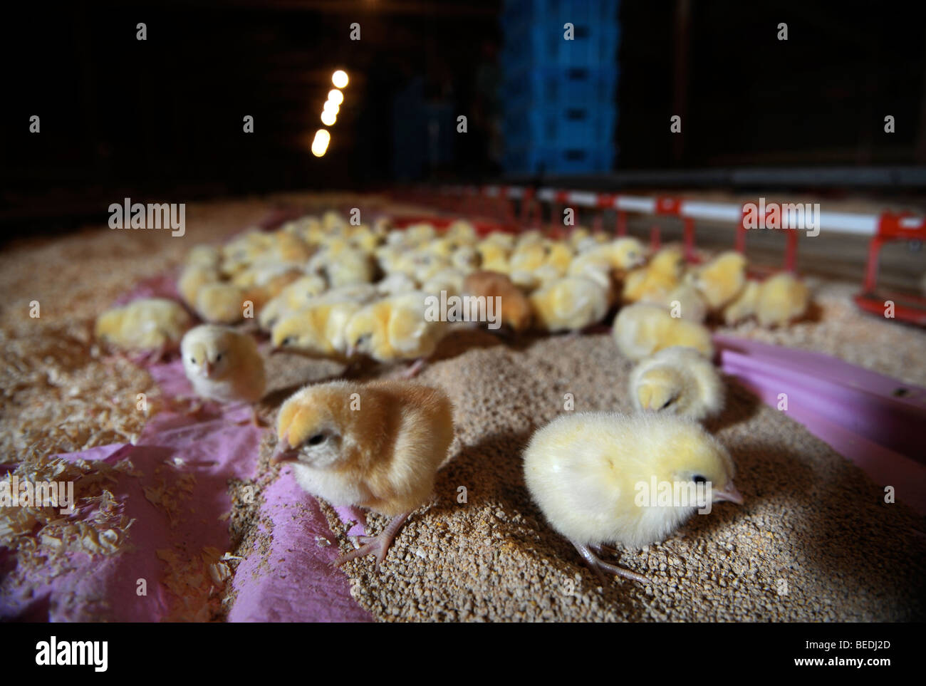 Broiler barn hi-res stock photography and images - Alamy