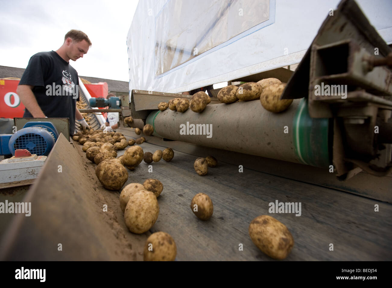 Grading Potatoes In Lincolnshire Stock Photo - Alamy