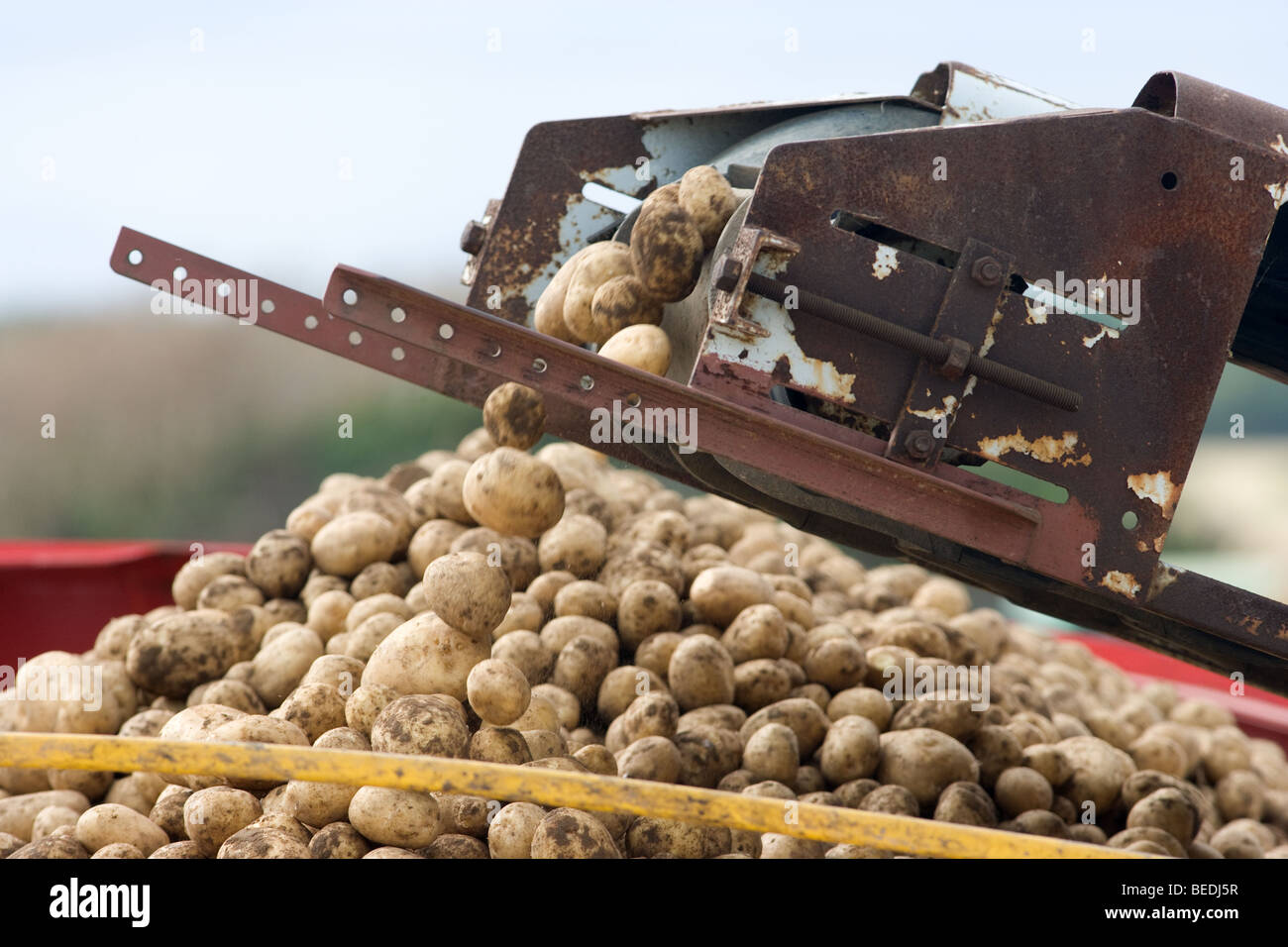 Grading Potatoes In Lincolnshire Stock Photo - Alamy