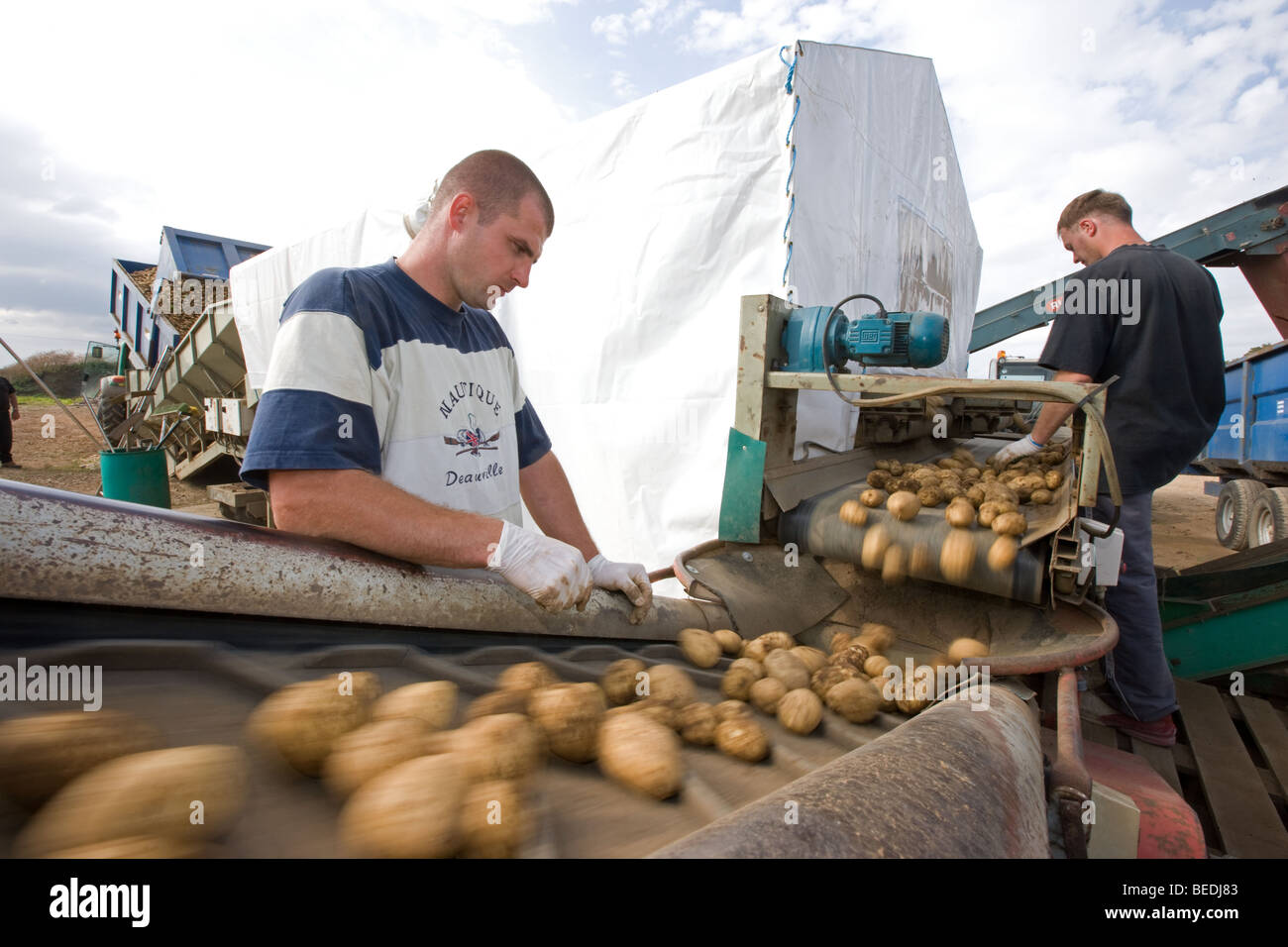 Grading Potatoes In Lincolnshire Stock Photo - Alamy
