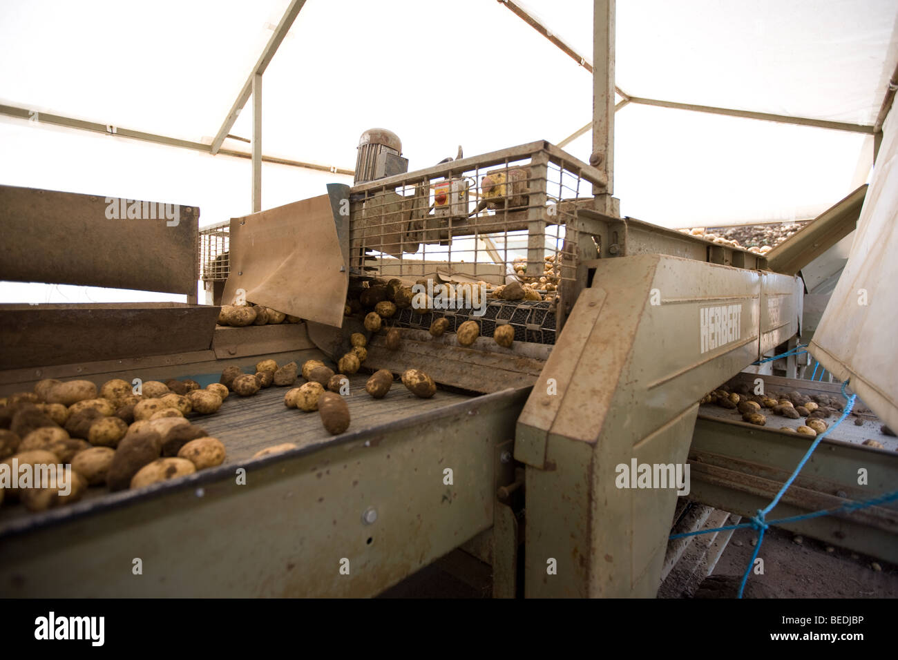 Grading Potatoes In Lincolnshire Stock Photo - Alamy