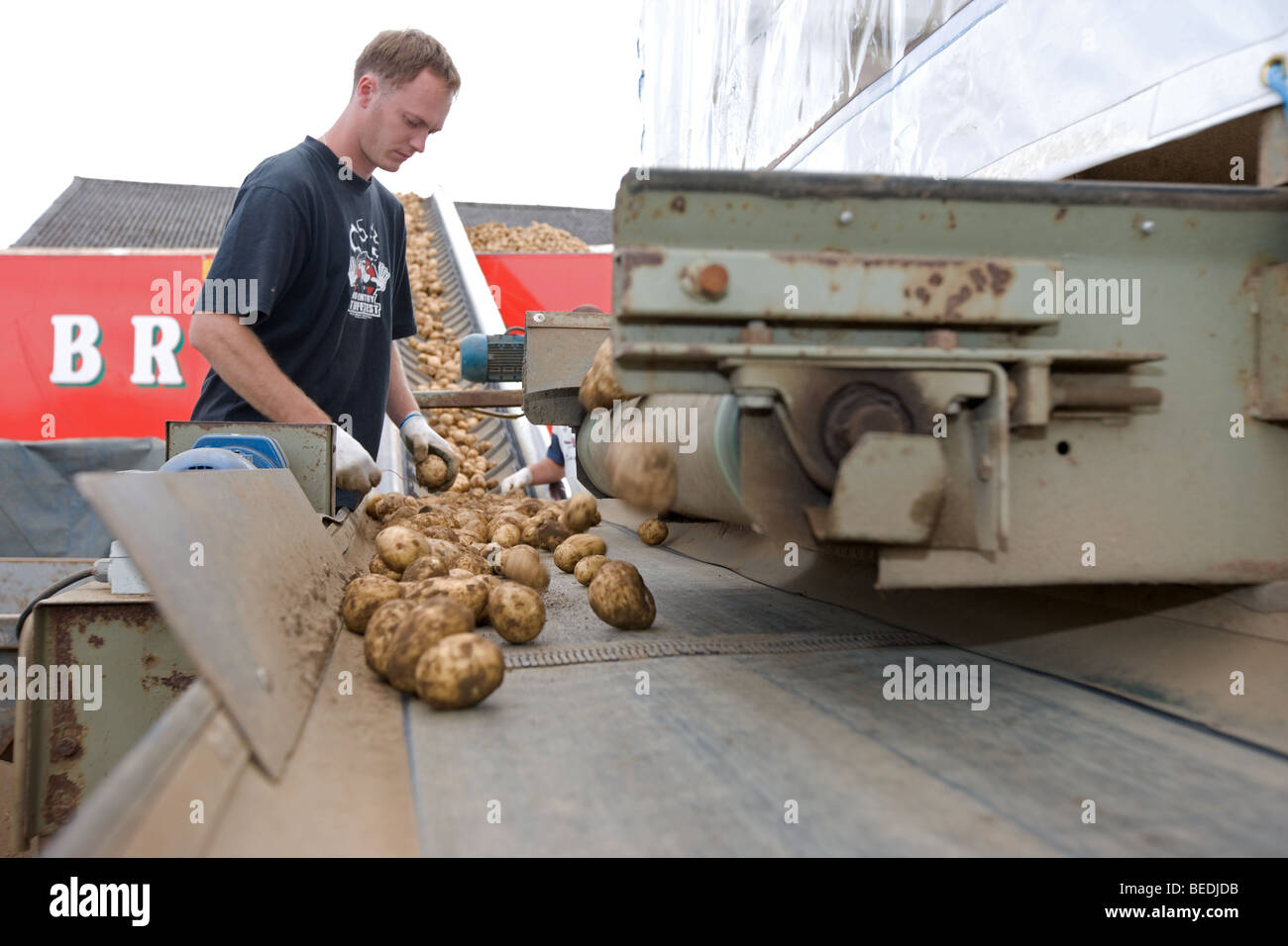 Grading Potatoes In Lincolnshire Stock Photo - Alamy