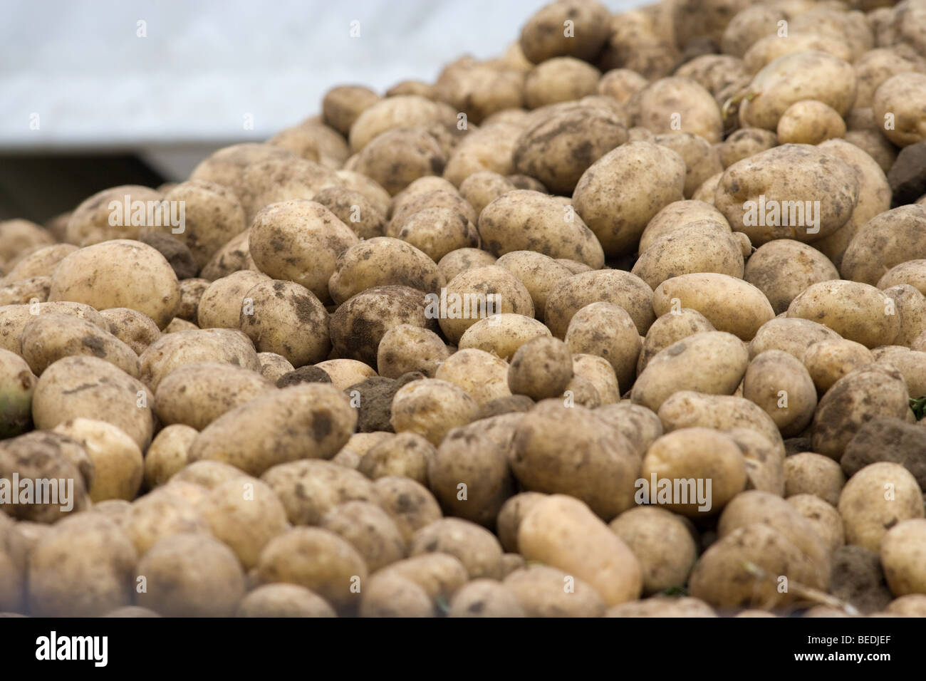 Grading Potatoes In Lincolnshire Stock Photo - Alamy