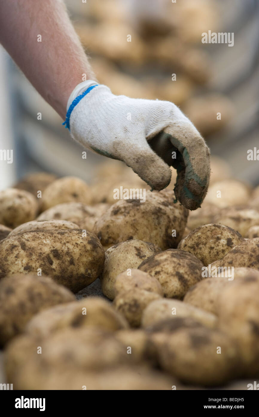 Grading Potatoes In Lincolnshire Stock Photo - Alamy