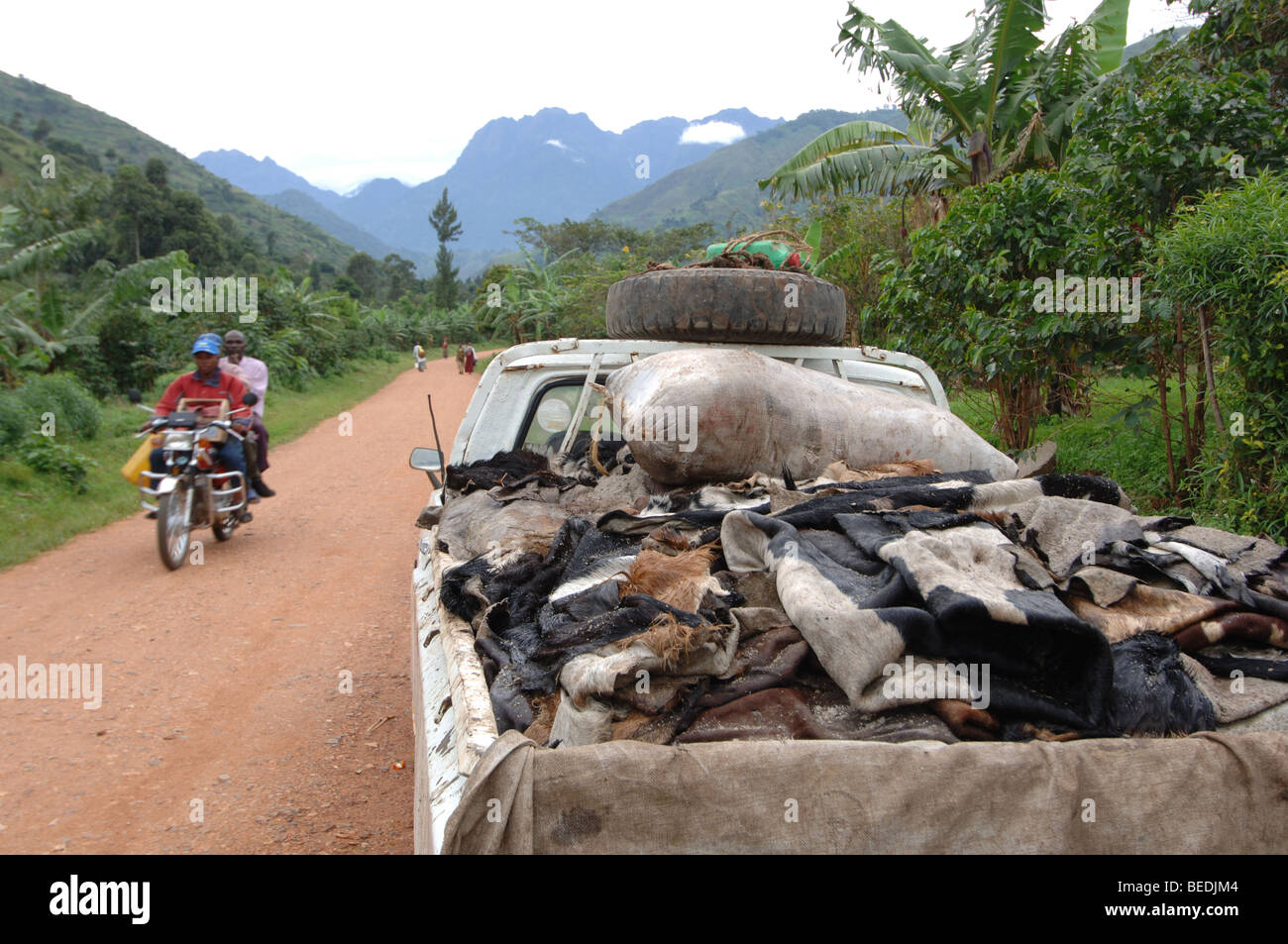 Bakonzo, transportation of cattle hide, Rwenzori Mountains, West Uganda ...